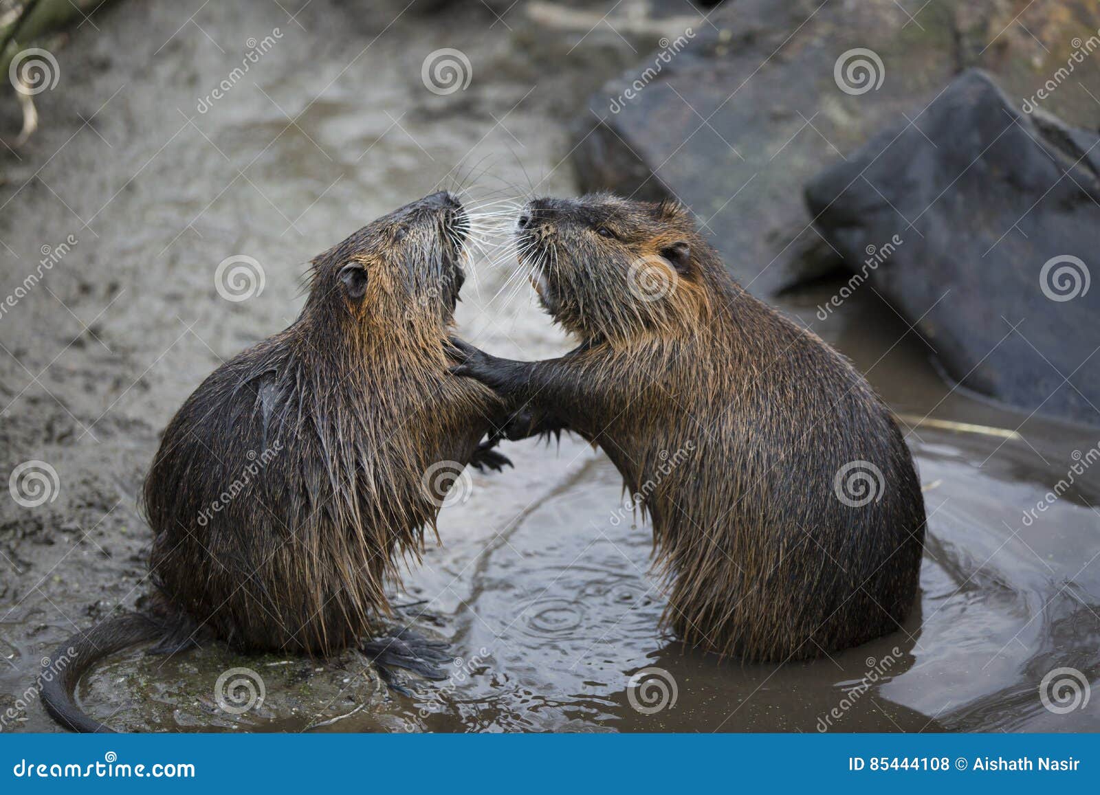 Nutria arguing stock photo. Image of angry, nature, conservation - 85444108