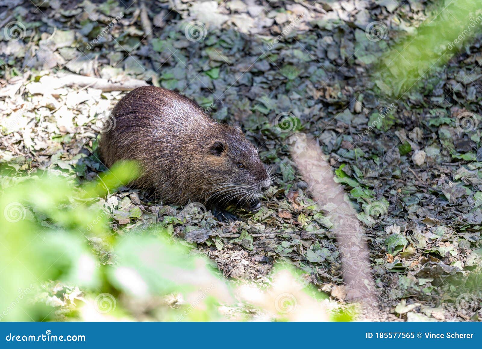 Nutria on Banks of the Canal. Wild Nutria in Germany Stock Image ...