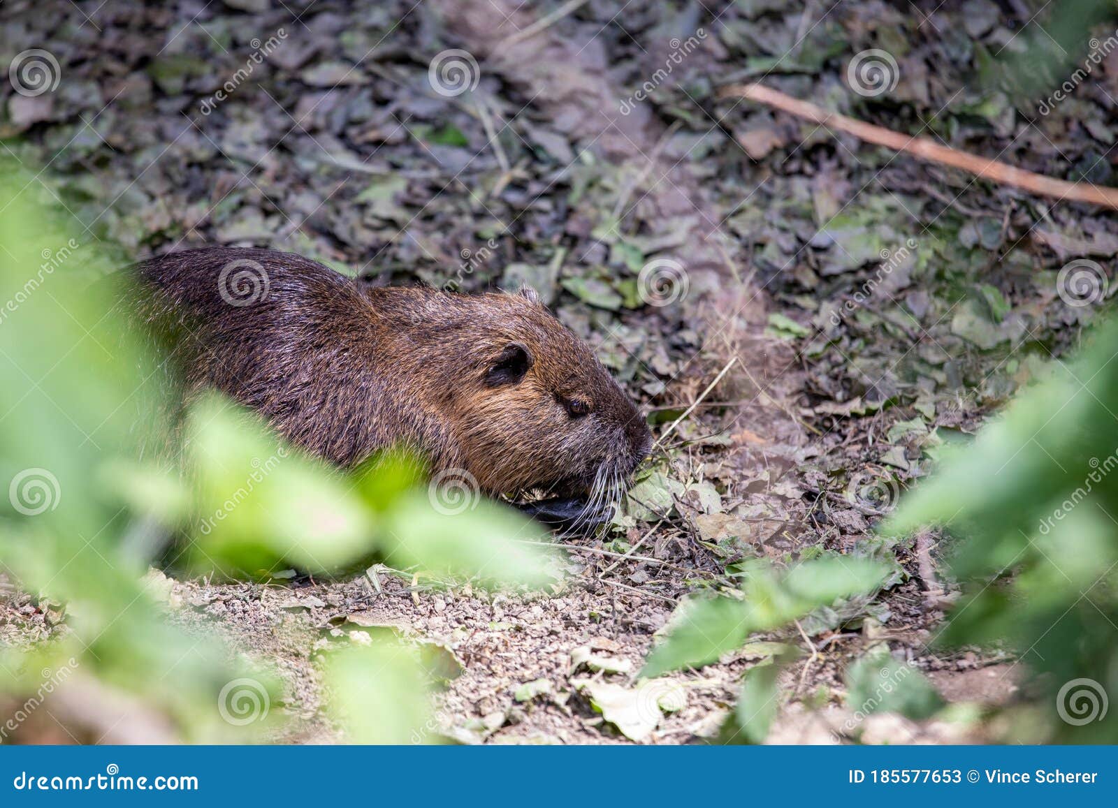 Nutria on Banks of the Canal. Wild Nutria in Germany Stock Image ...
