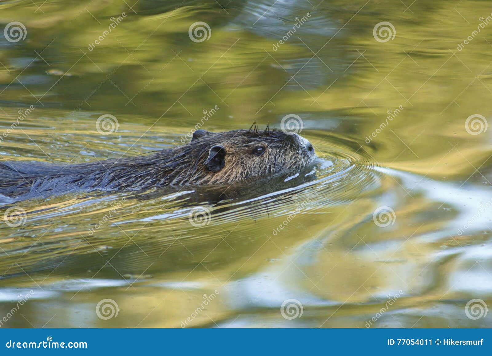 Nutria, beaver rat stock image. Image of central, orange - 77054011