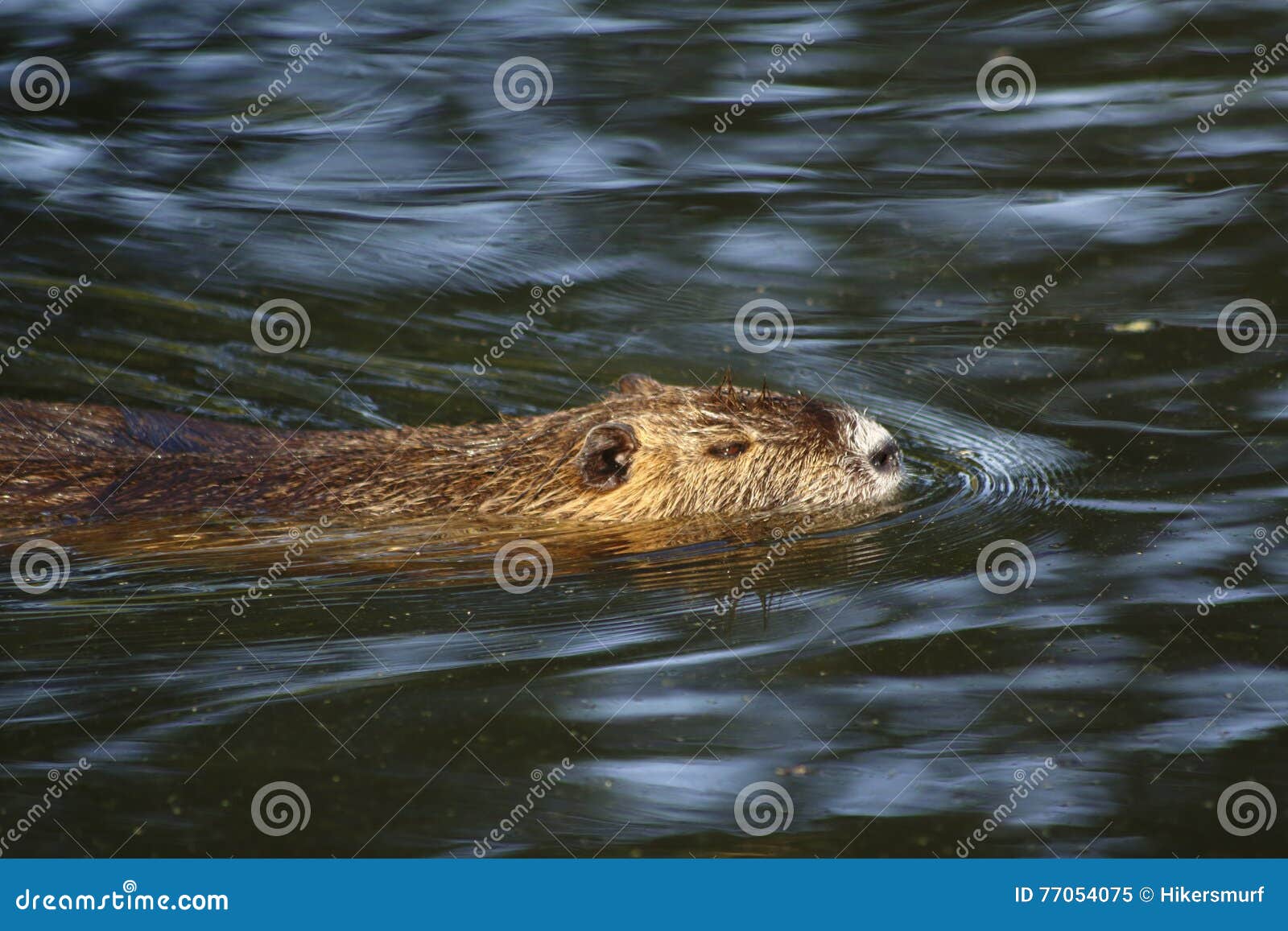 Nutria, Beaver Rat Royalty-Free Stock Photography | CartoonDealer.com ...