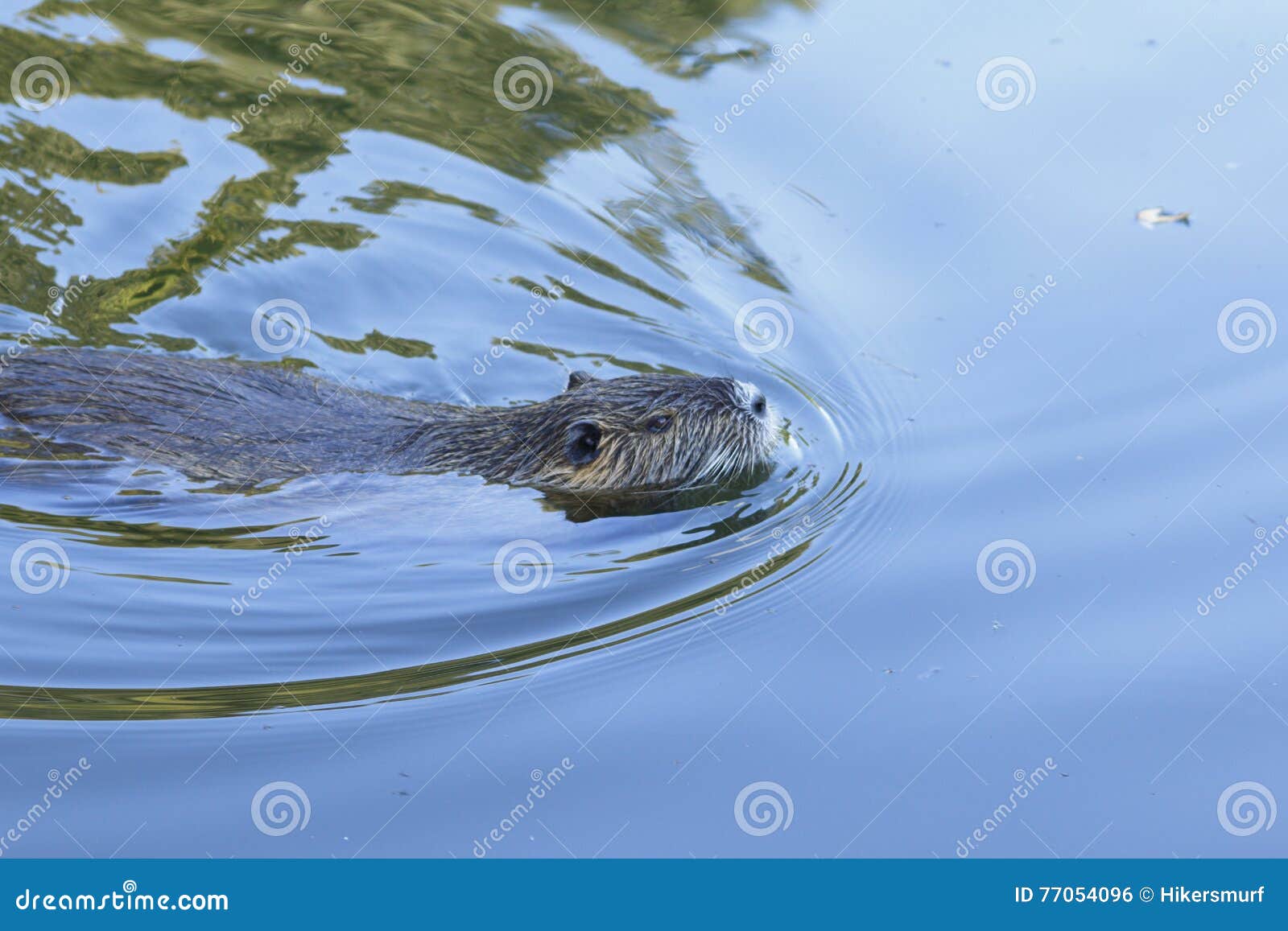 Nutria, beaver rat stock photo. Image of water, myocastorinae - 77054096