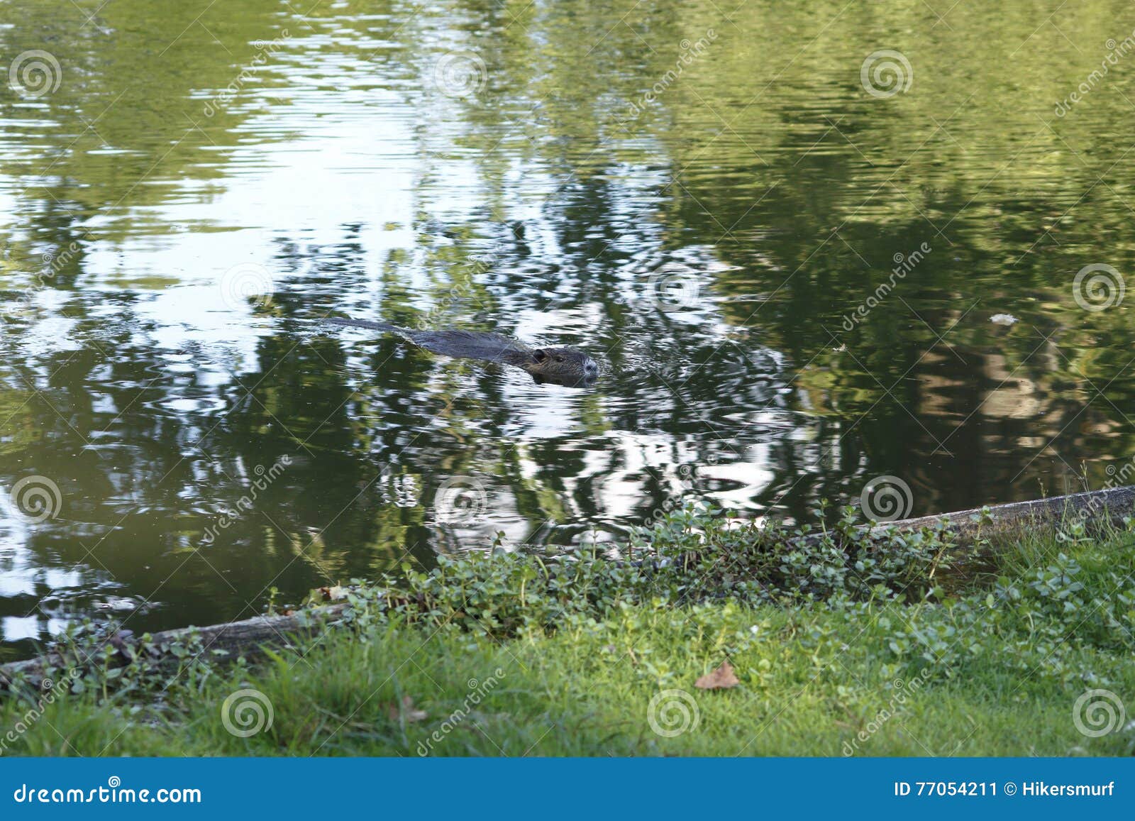 Nutria, beaver rat stock image. Image of floating, orange - 77054211