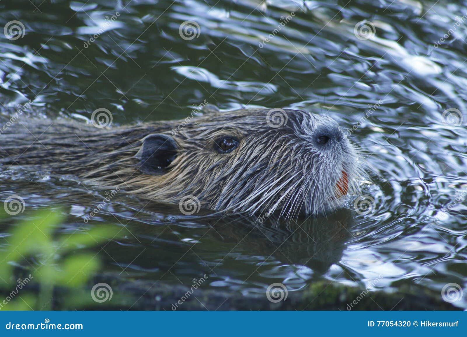 Nutria, beaver rat stock photo. Image of myocastor, gliding - 77054320