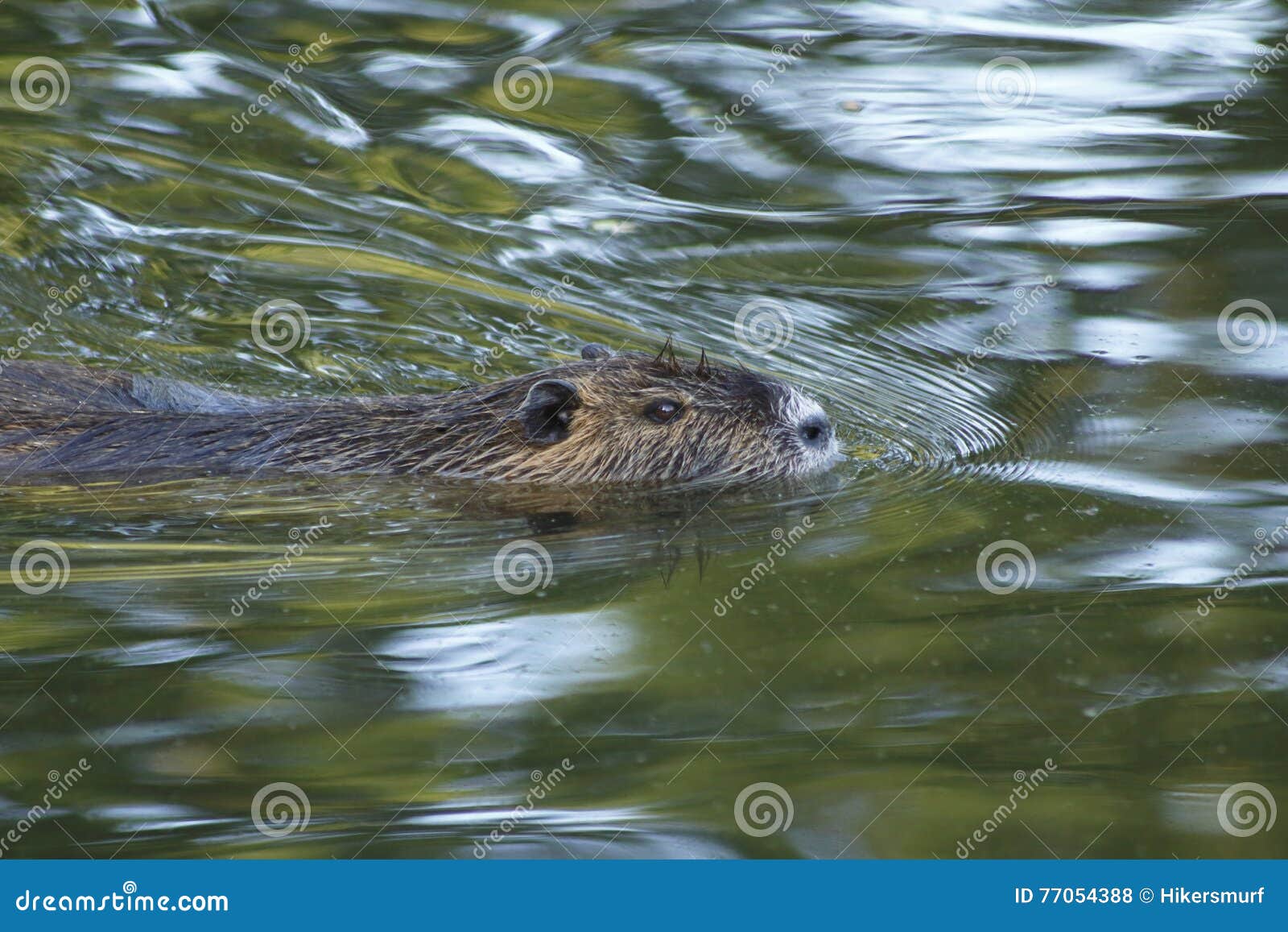 Nutria, beaver rat stock photo. Image of rodent, rats - 77054388