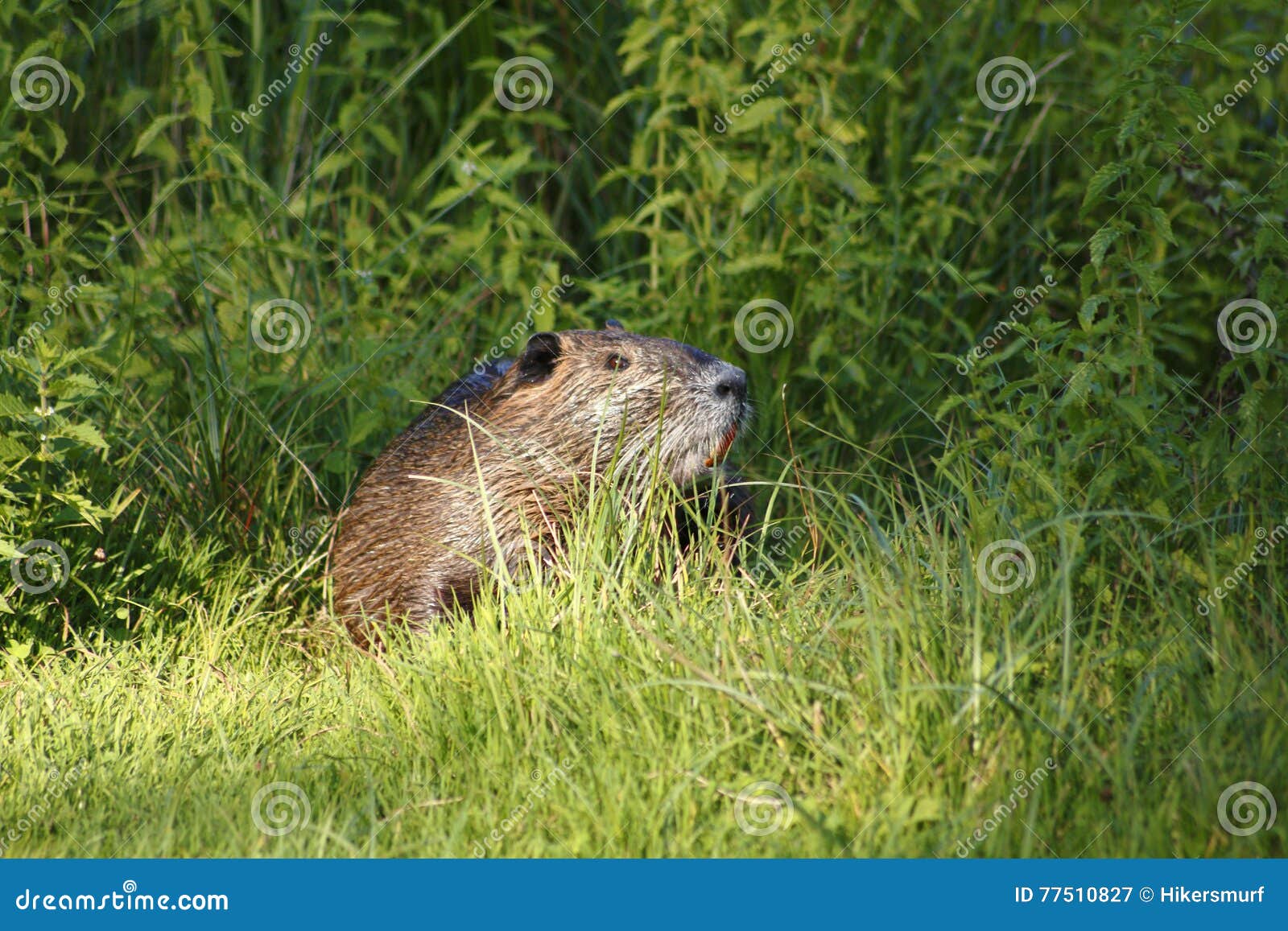 Nutria, beaver rat stock image. Image of central, rats - 77510827