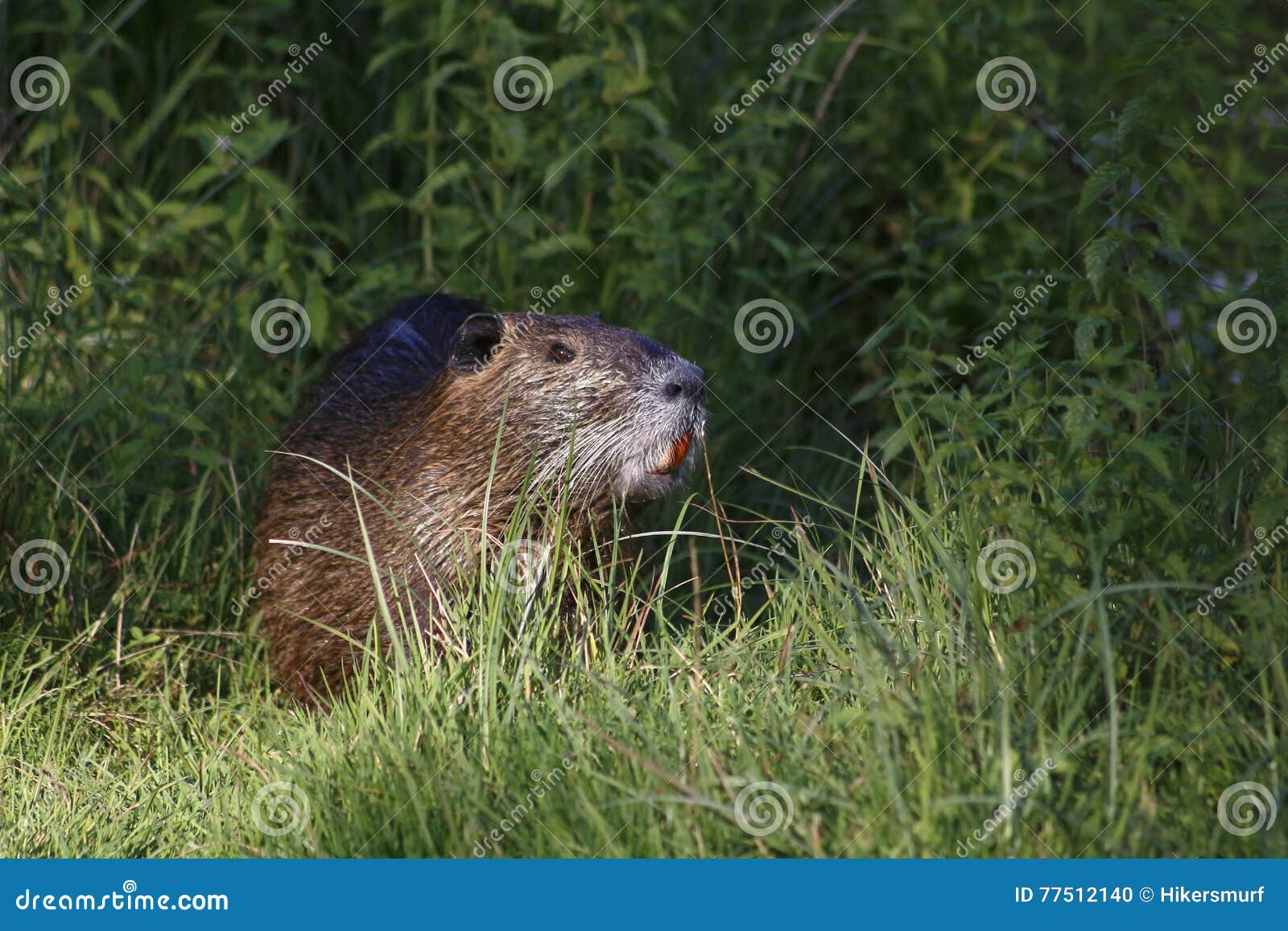 Nutria, beaver rat stock photo. Image of march, monster - 77512140