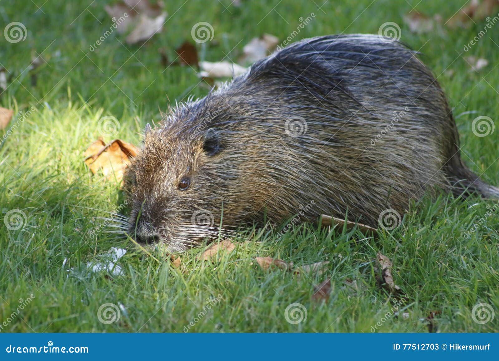 Nutria, beaver rat stock image. Image of monsters, biberatte - 77512703