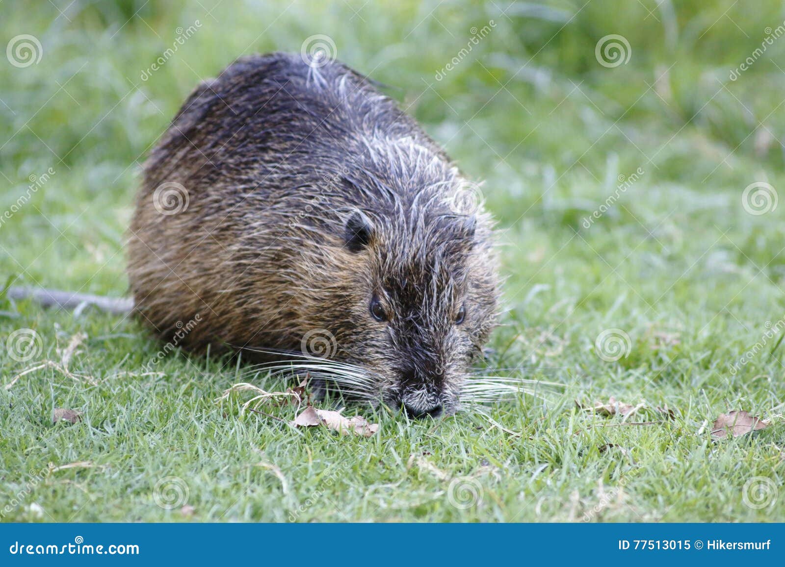 Nutria, beaver rat stock image. Image of gesass, center - 77513015