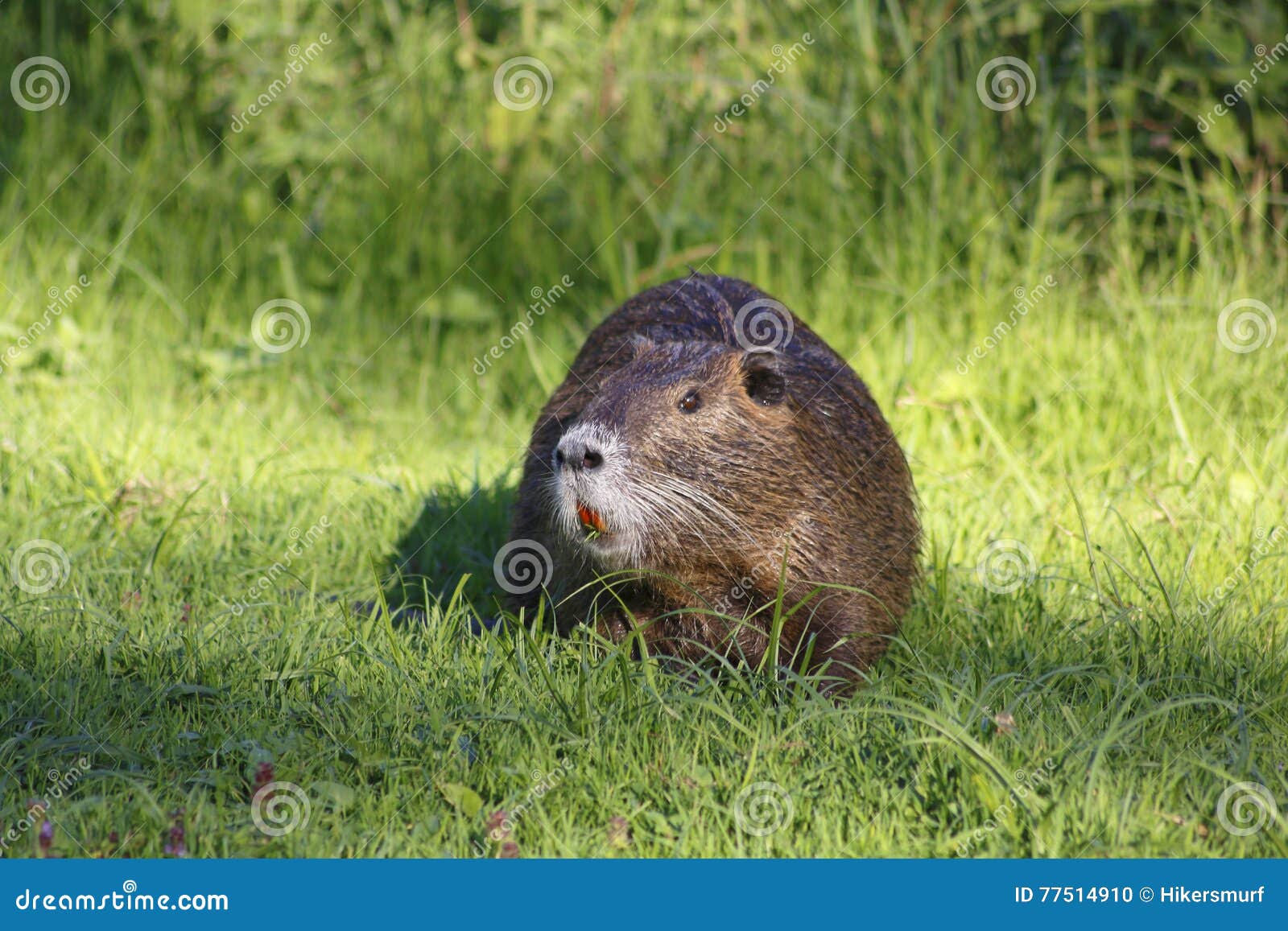Nutria, beaver rat stock photo. Image of center, central - 77514910