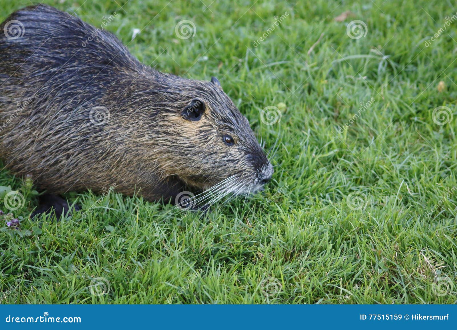 Nutria, beaver rat stock image. Image of green, inhuman - 77515159