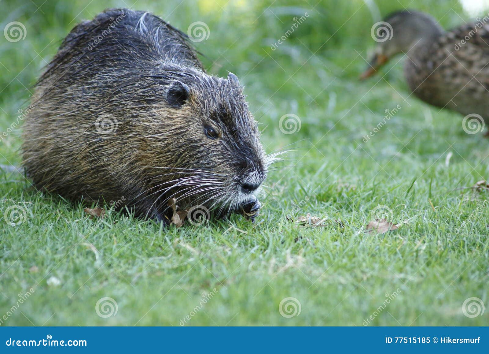 Nutria, beaver rat stock image. Image of rodent, monsters - 77515185