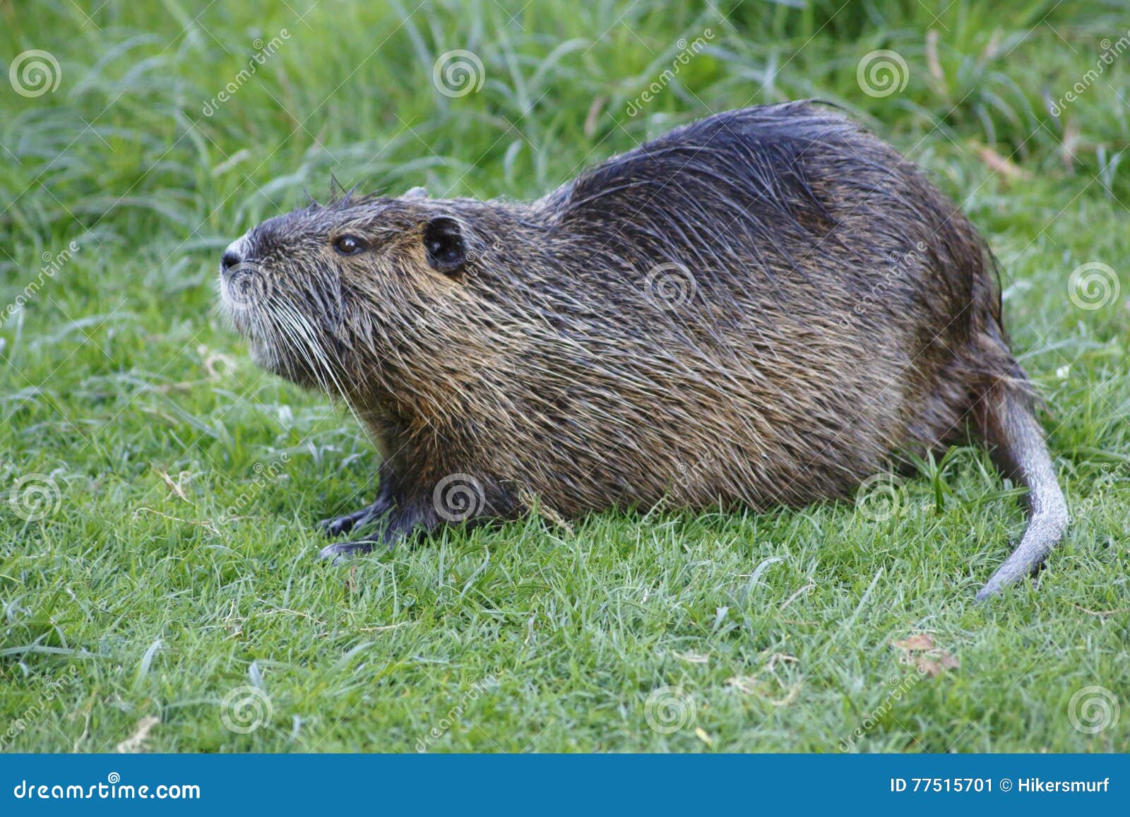 Nutria, beaver rat stock image. Image of buttock, buttocks - 77515701
