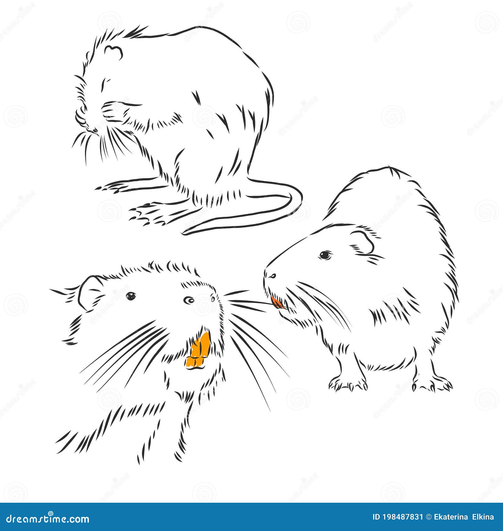 Nutria Black and White. Nutria Vector Sketch Illustration Stock ...