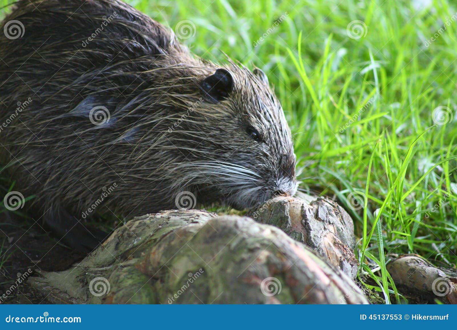 Nutria, castor de la cola imagen de archivo. Imagen de europa - 45137553