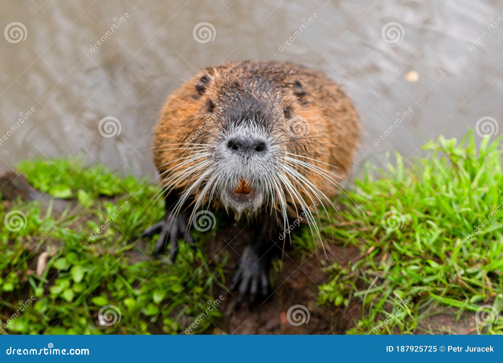 Nutria Climbing Ashore from the River Stock Image - Image of mammal ...