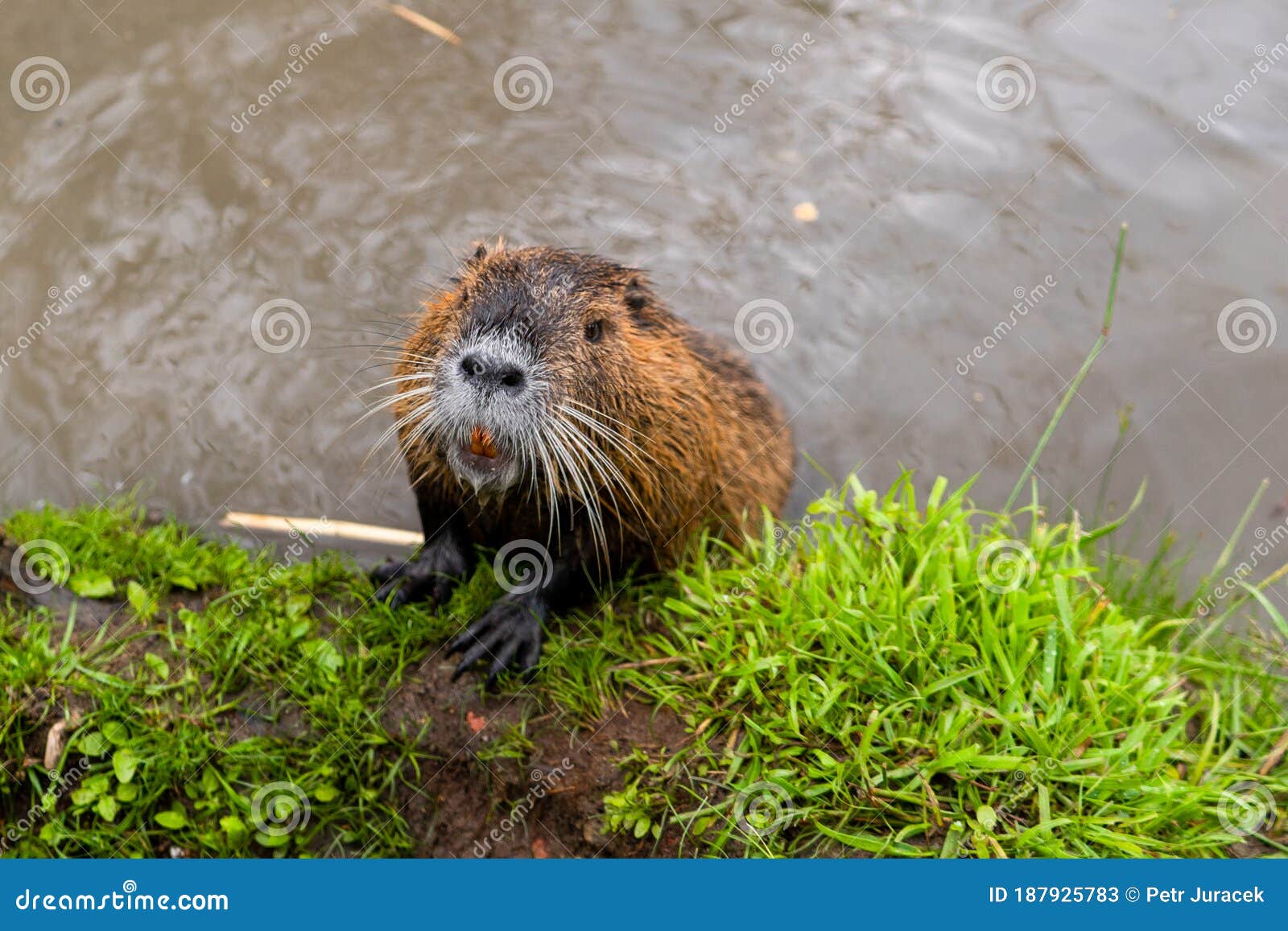 Nutria Climbing Ashore from the River Stock Image - Image of shore ...