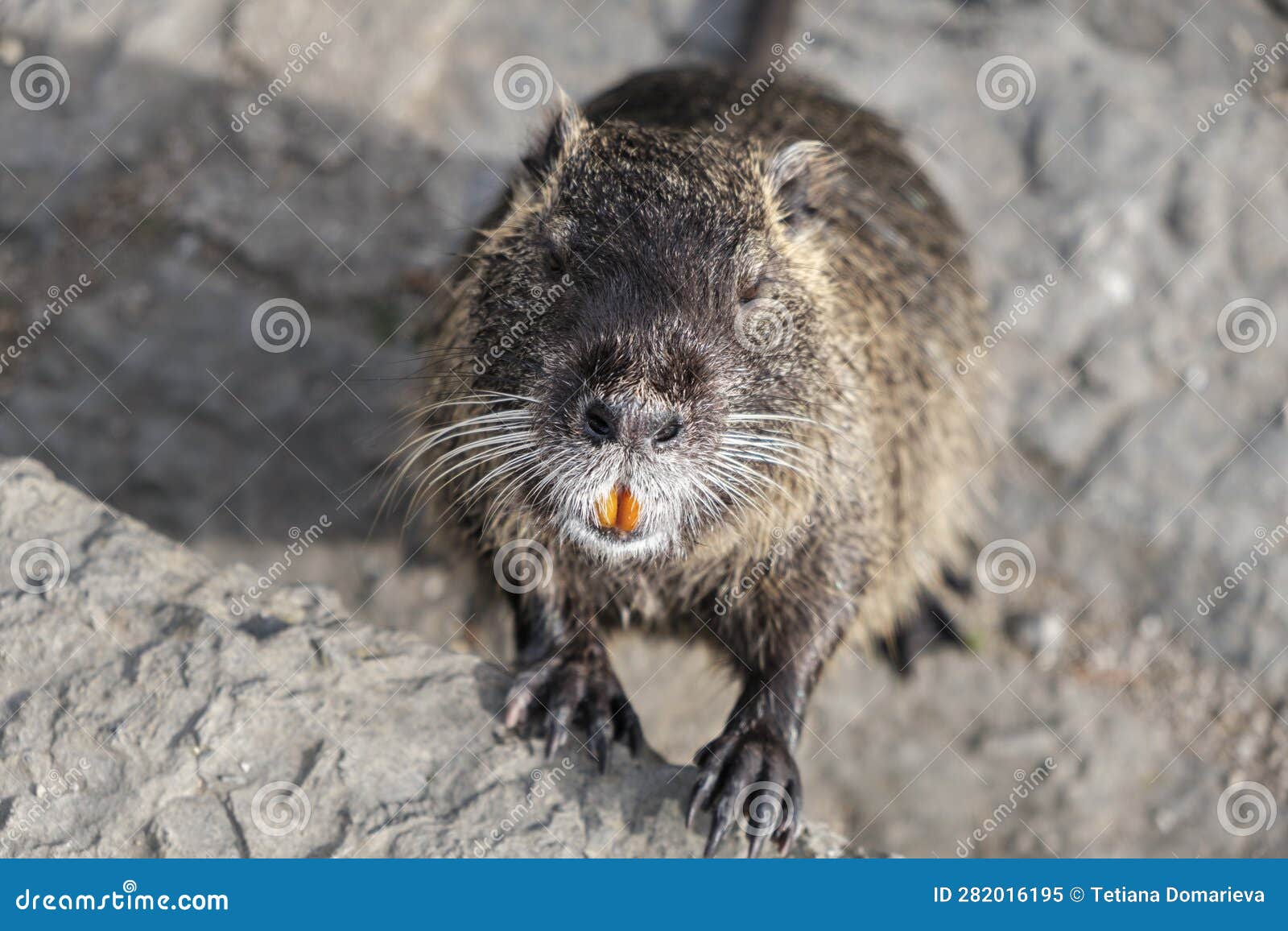 Nutria, a Close-up of Nutria S Snout Looking into a Camera with Orange ...