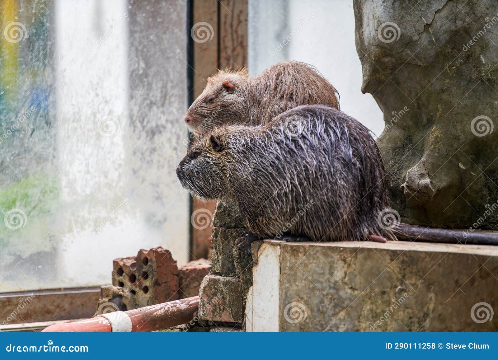 Nutria Close Up. Very Funny Portrait. Posing Nutria. Zoo Animals ...