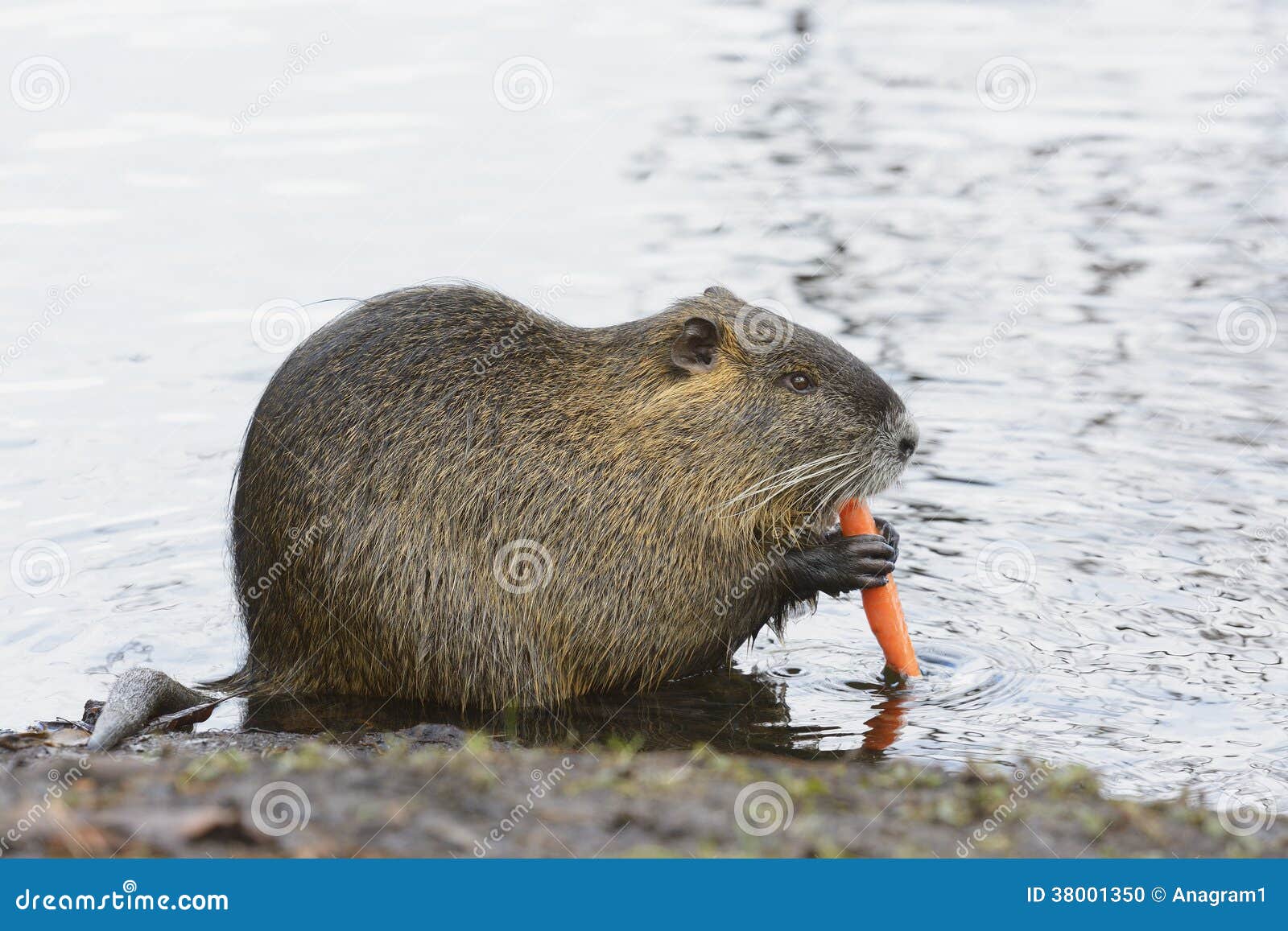 Nutria or coypu feeding stock photo. Image of eating - 38001350