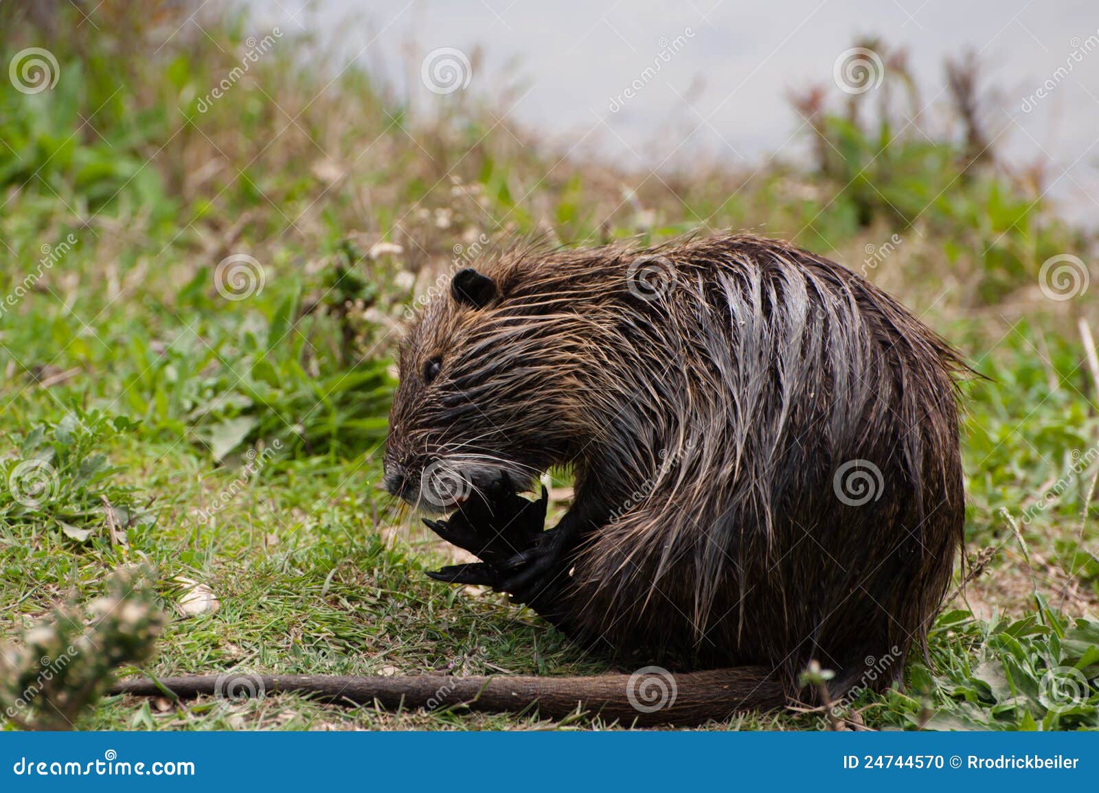Nutria (coypus Del Myocastor) Foto de archivo - Imagen de cubo, hongos ...