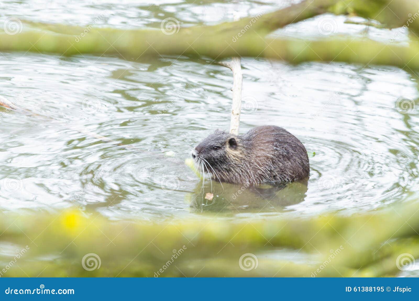Nutria (coypus Del Myocastor) Immagine Stock - Immagine di mangi, fiume ...