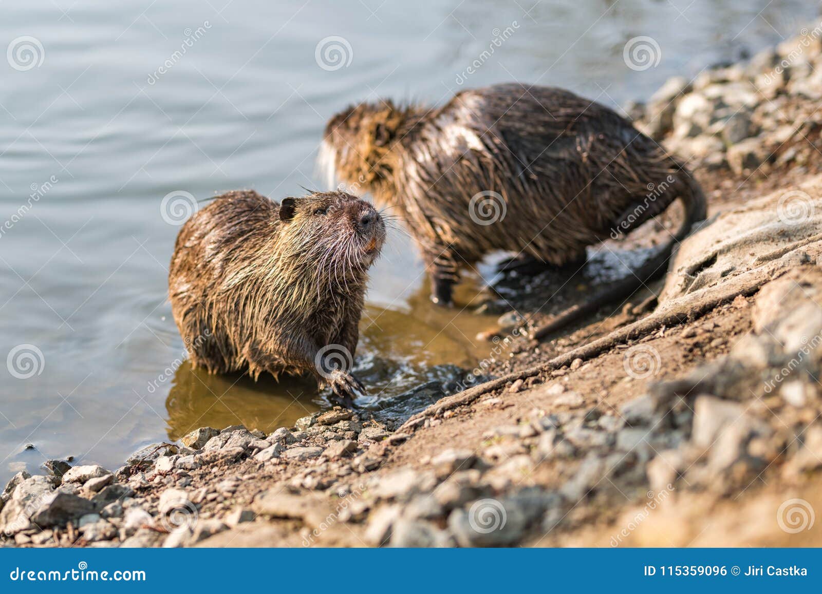 Nutria, Coypus Del Myocastor, Coipu Foto de archivo - Imagen de ...