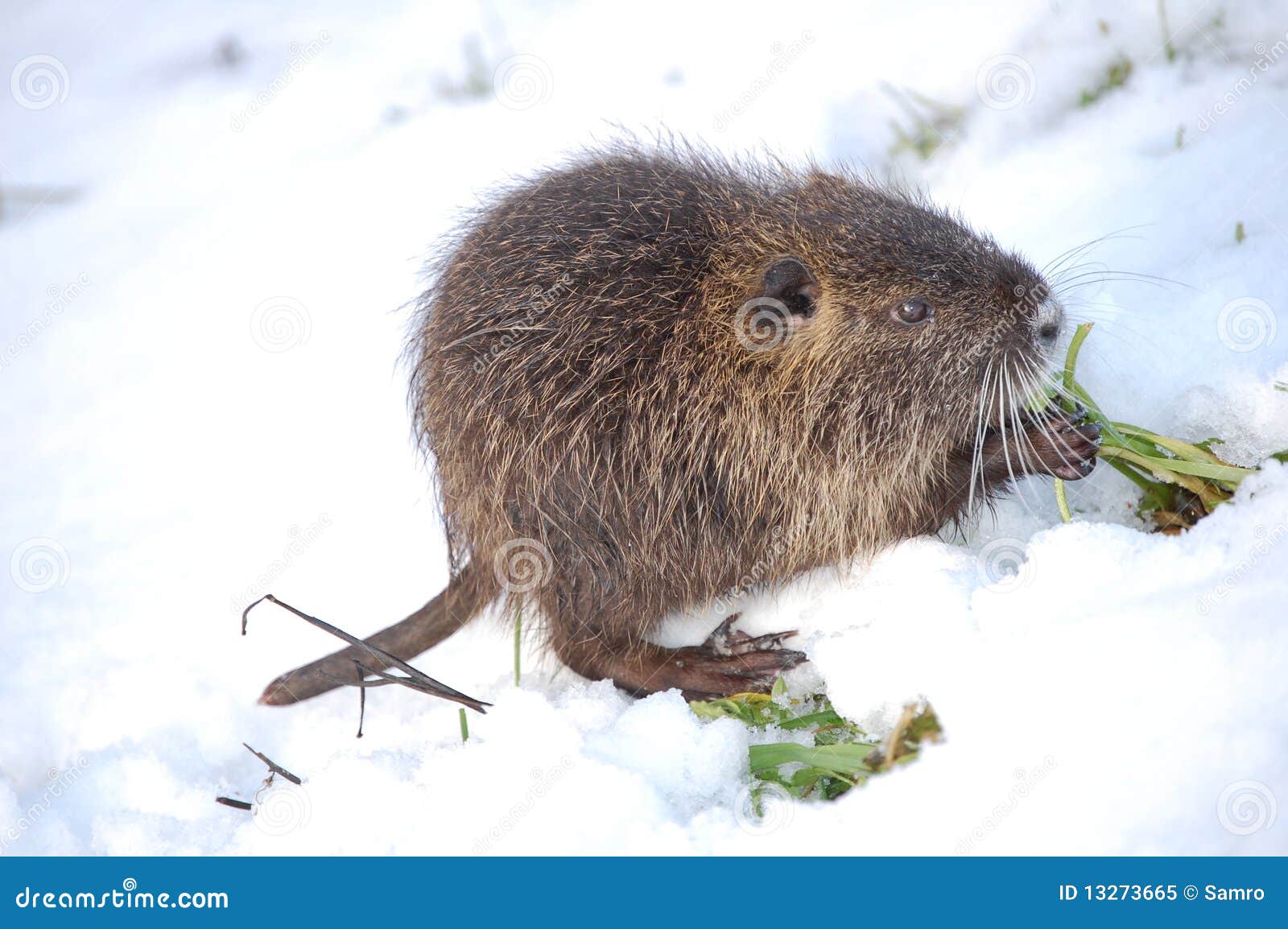 Nutria cub eating stock image. Image of animal, nutria - 13273665