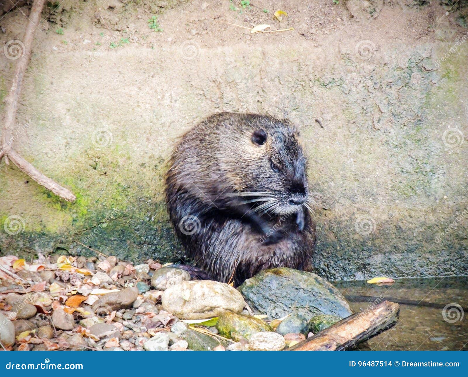 Nutria stock photo. Image of coypus, animal, semiaquatic - 96487514