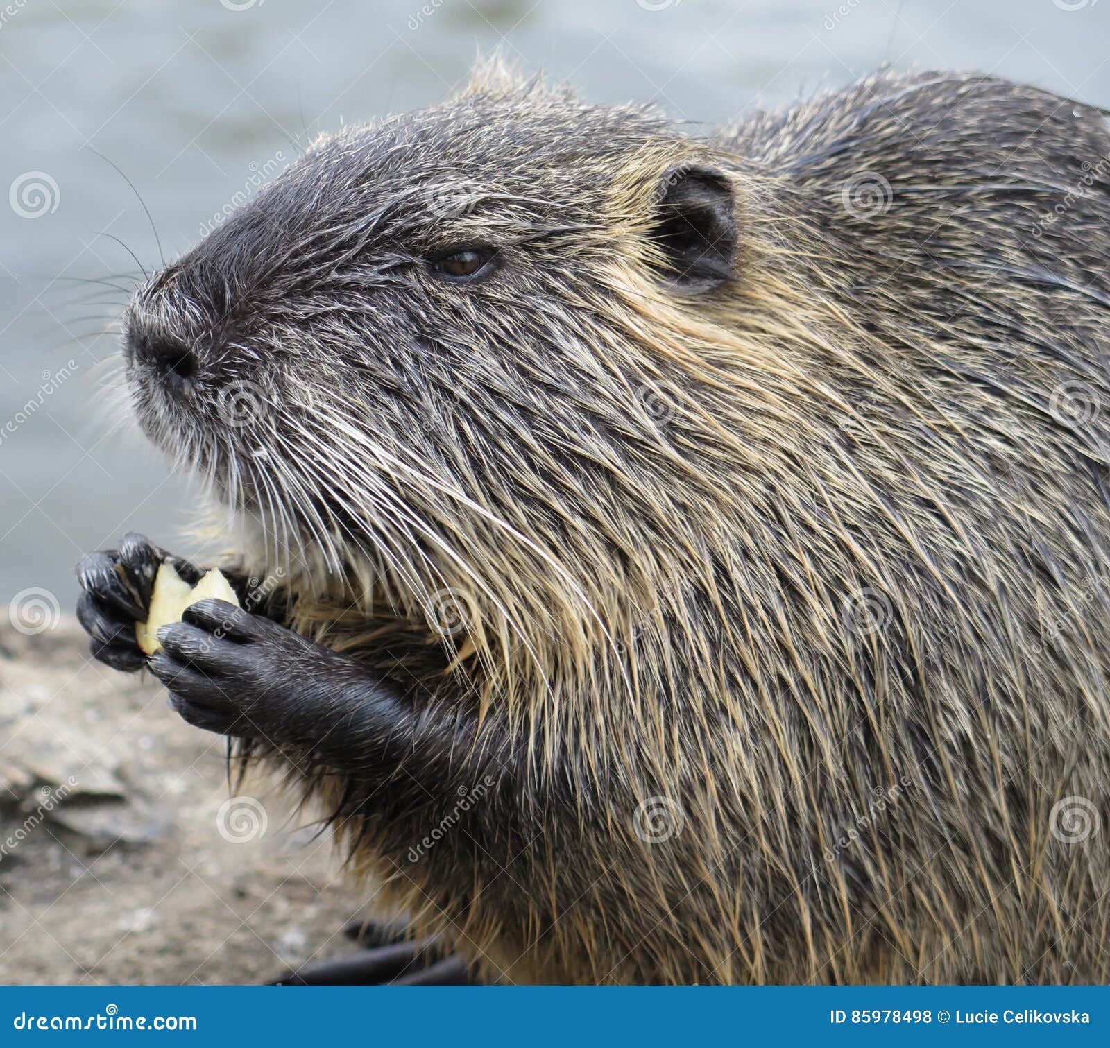 Nutria stock photo. Image of detail, fresh, green, spring - 85978498