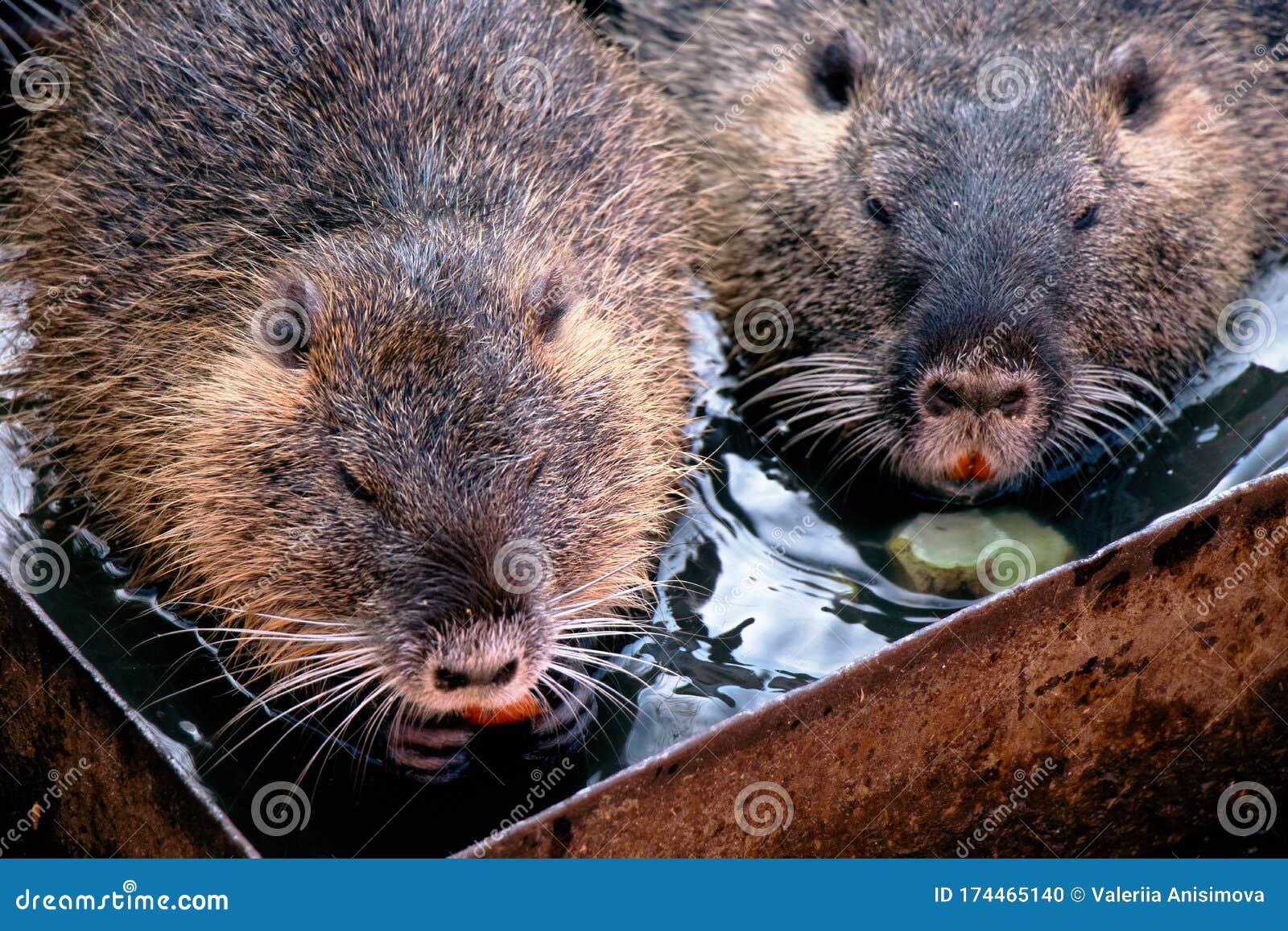 Nutria with Dark Brown Wool, it Has Short Paws and a Long Tail Stock ...