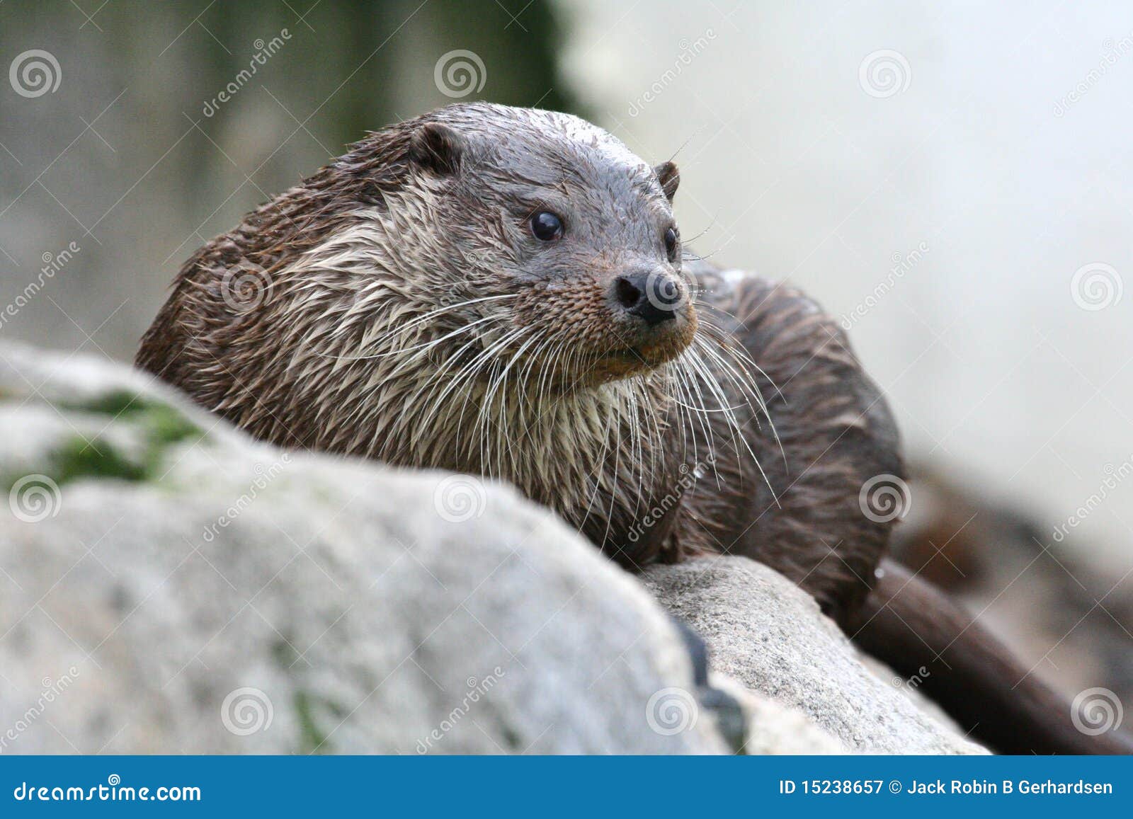 Nutria de mar imagen de archivo. Imagen de agua, despredador - 15238657