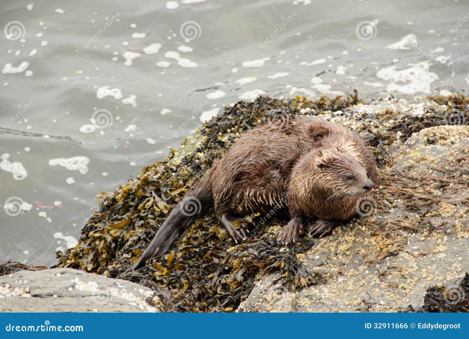 Nutria de mar foto de archivo. Imagen de rocas, lindo - 32911666