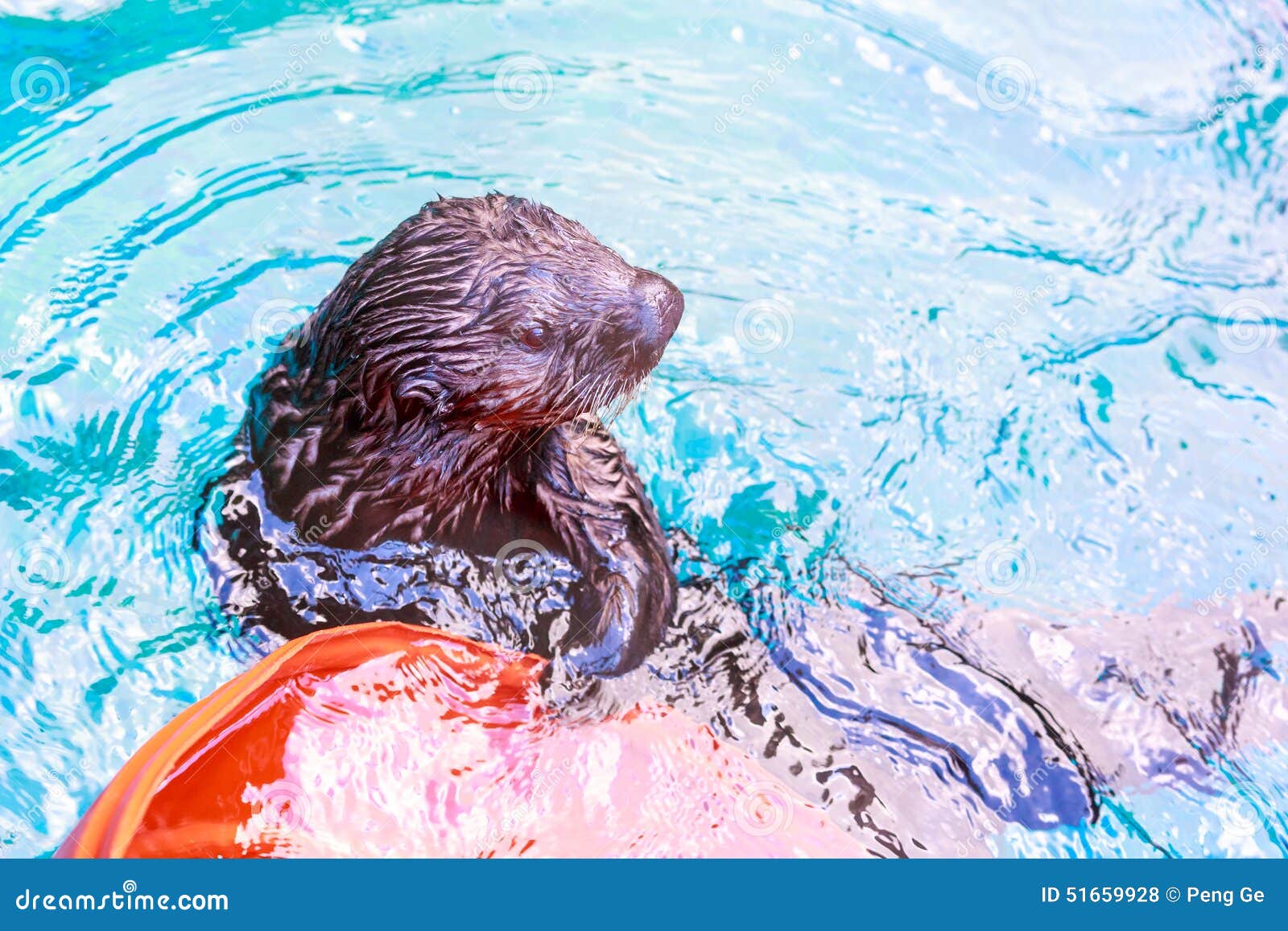 Nutria de mar foto de archivo. Imagen de exterior, vertebrados - 51659928