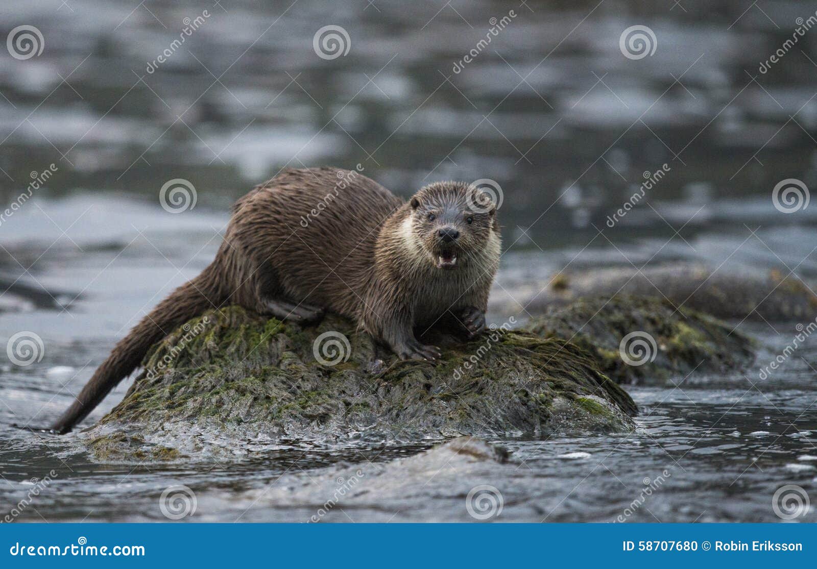 Nutria de mar foto de archivo. Imagen de piedra, noruega - 58707680