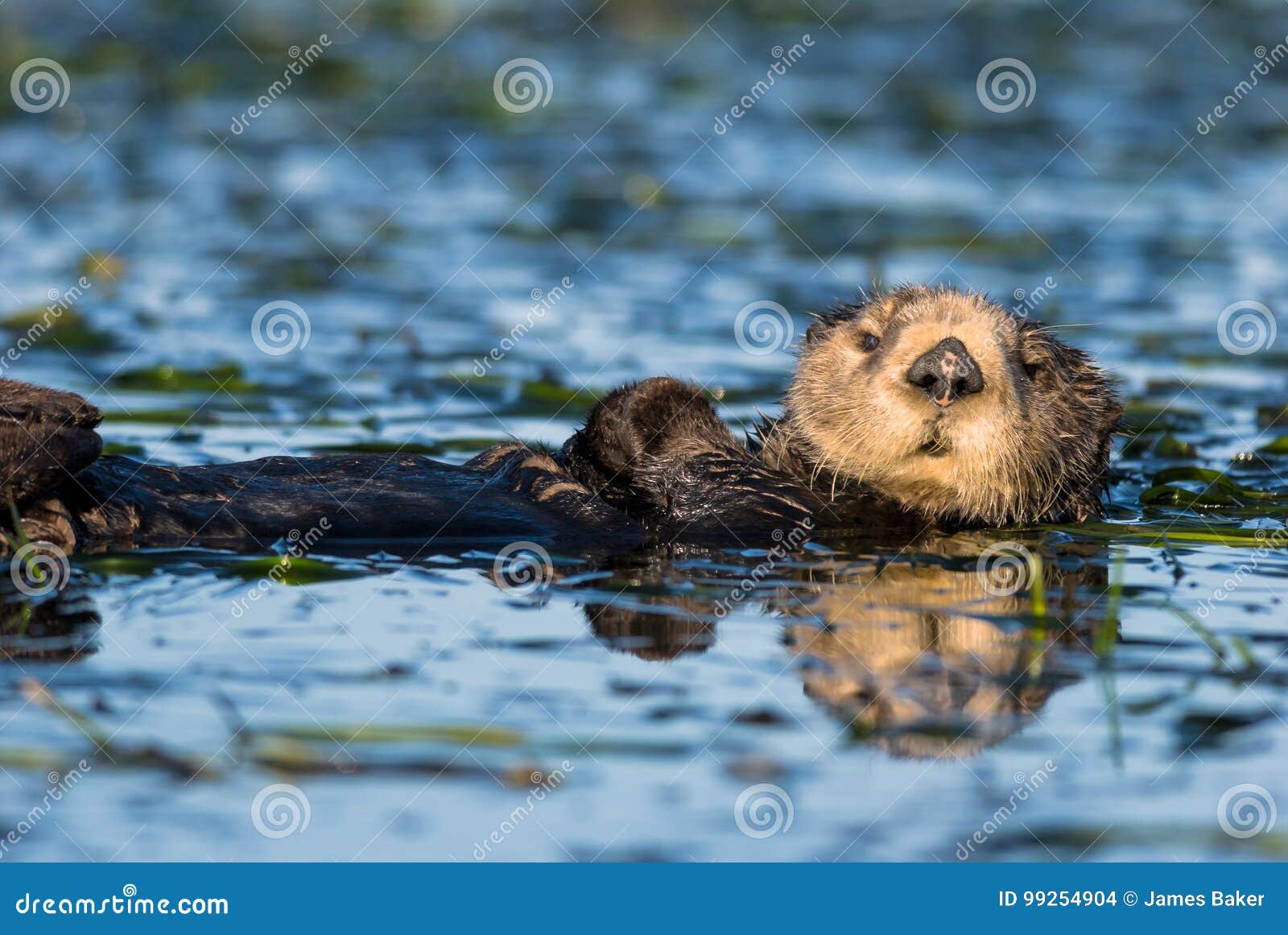 Nutria de mar foto de archivo. Imagen de animal, flotador - 99254904
