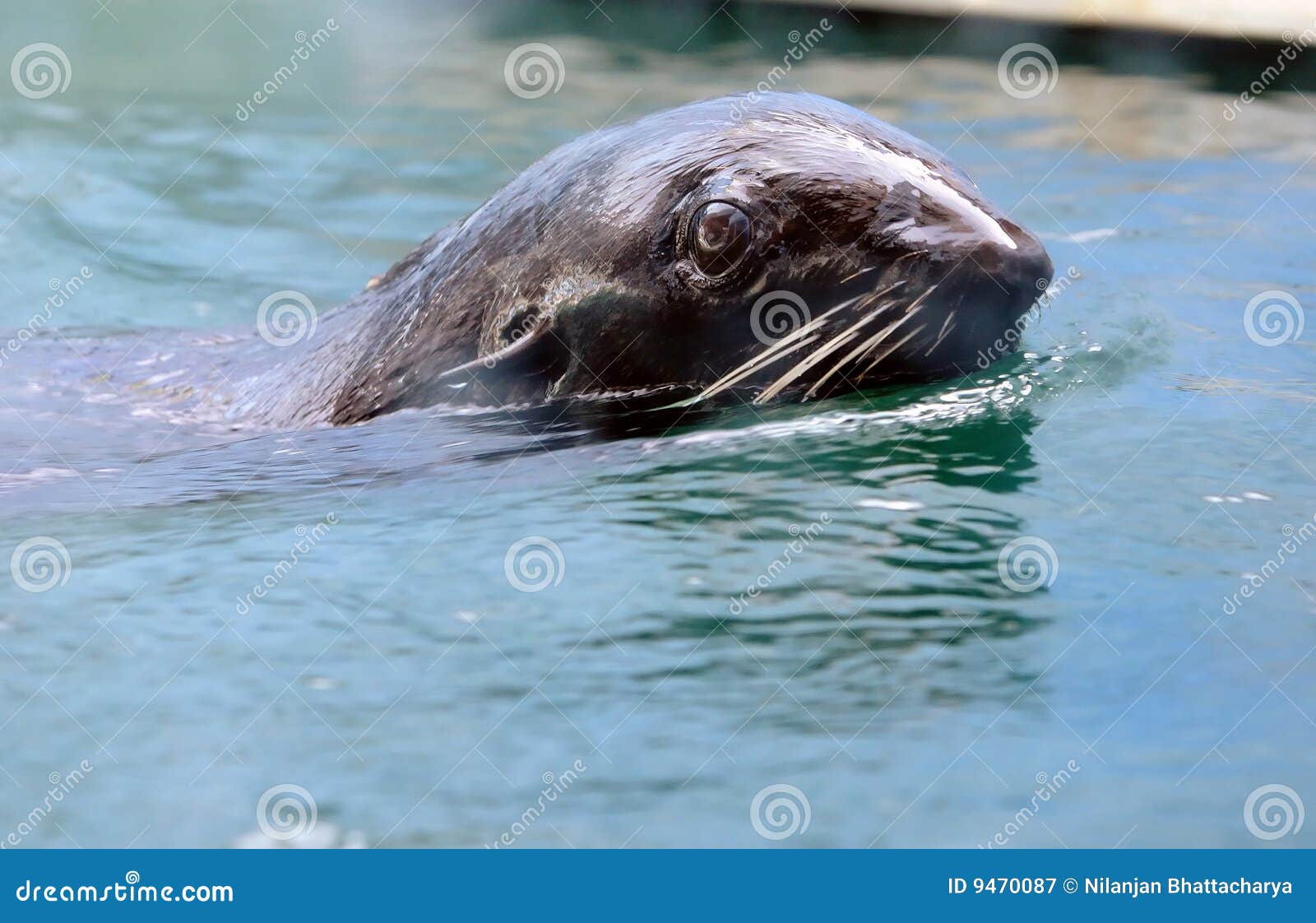 Nutria De Mar De La Natación Imagen de archivo - Imagen de vivir ...