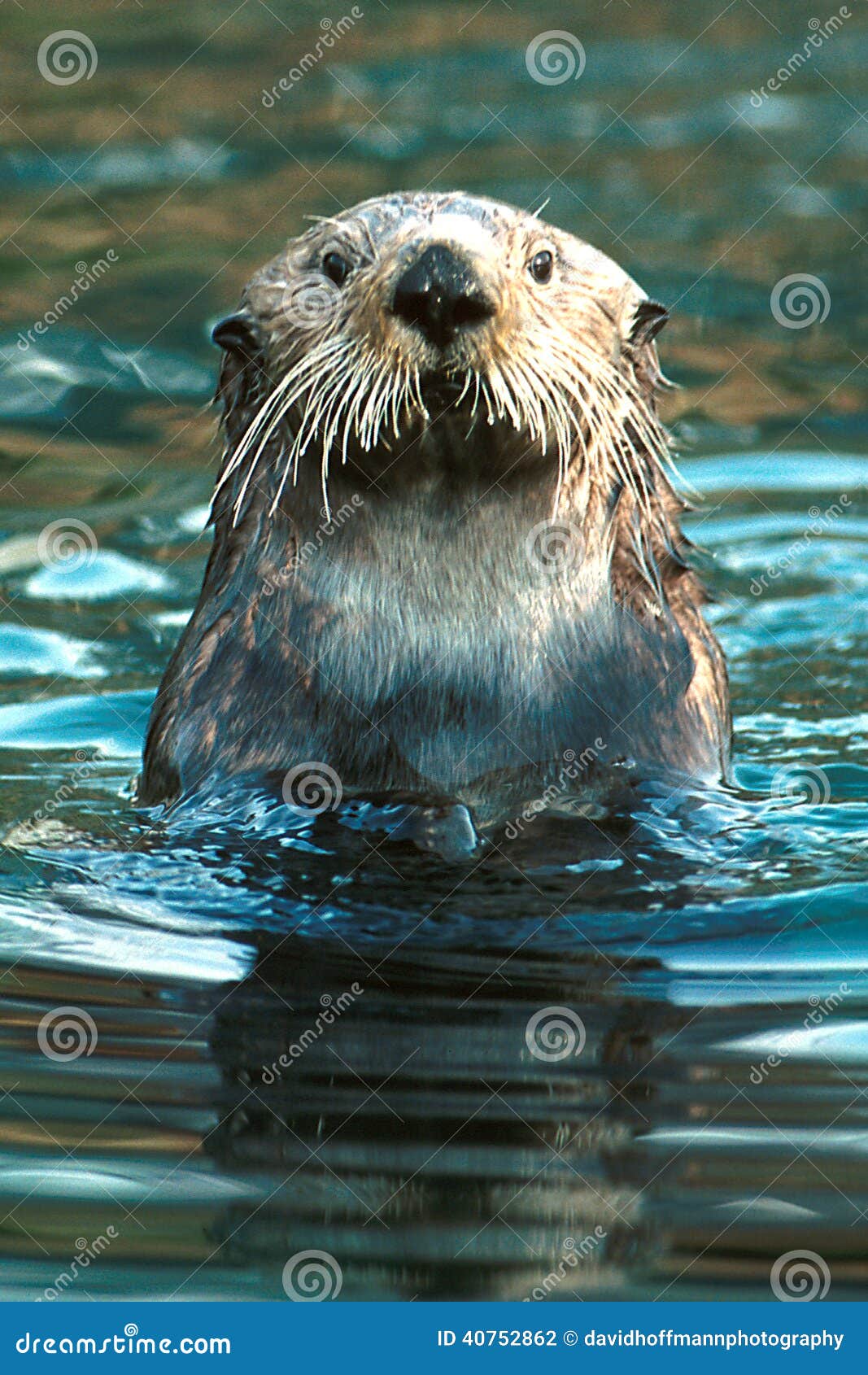 Nutria De Mar (Enhydra Lutris) Foto de archivo - Imagen de verde, agua ...