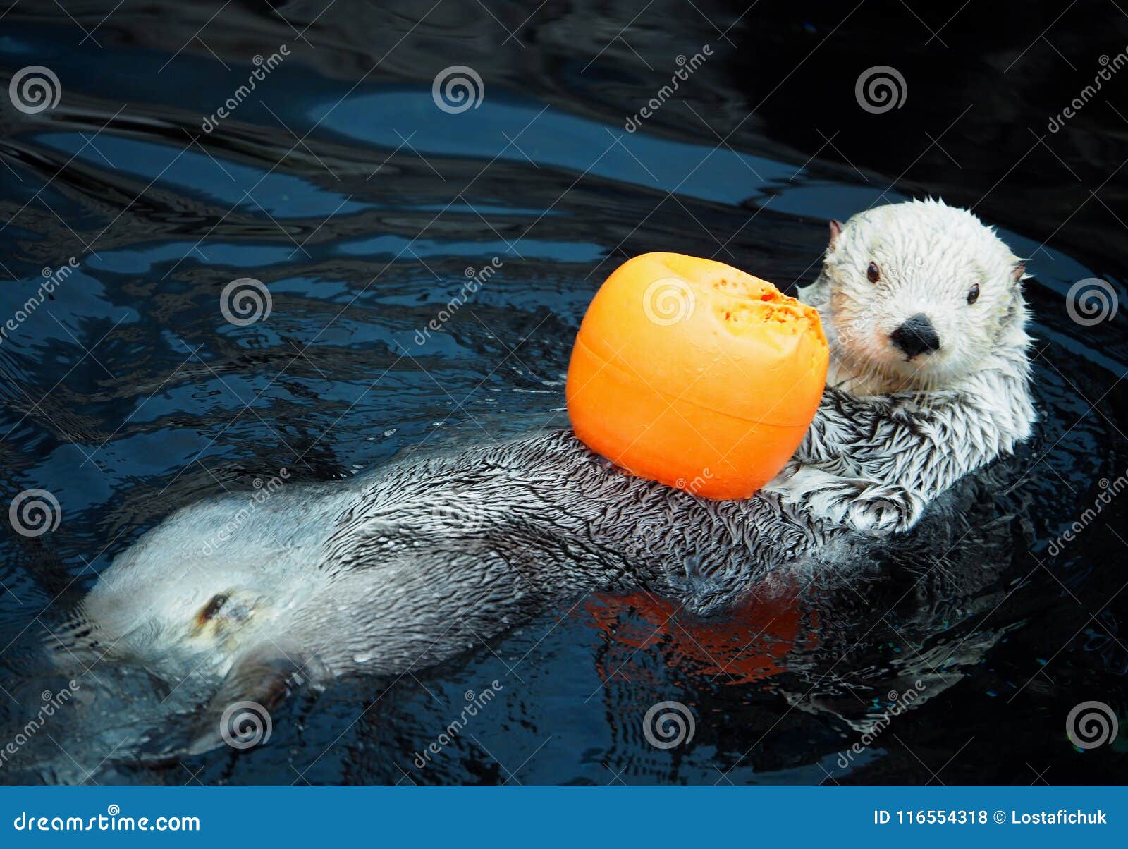 Nutria De Mar O Enhydra Lutris Foto de archivo - Imagen de piel ...