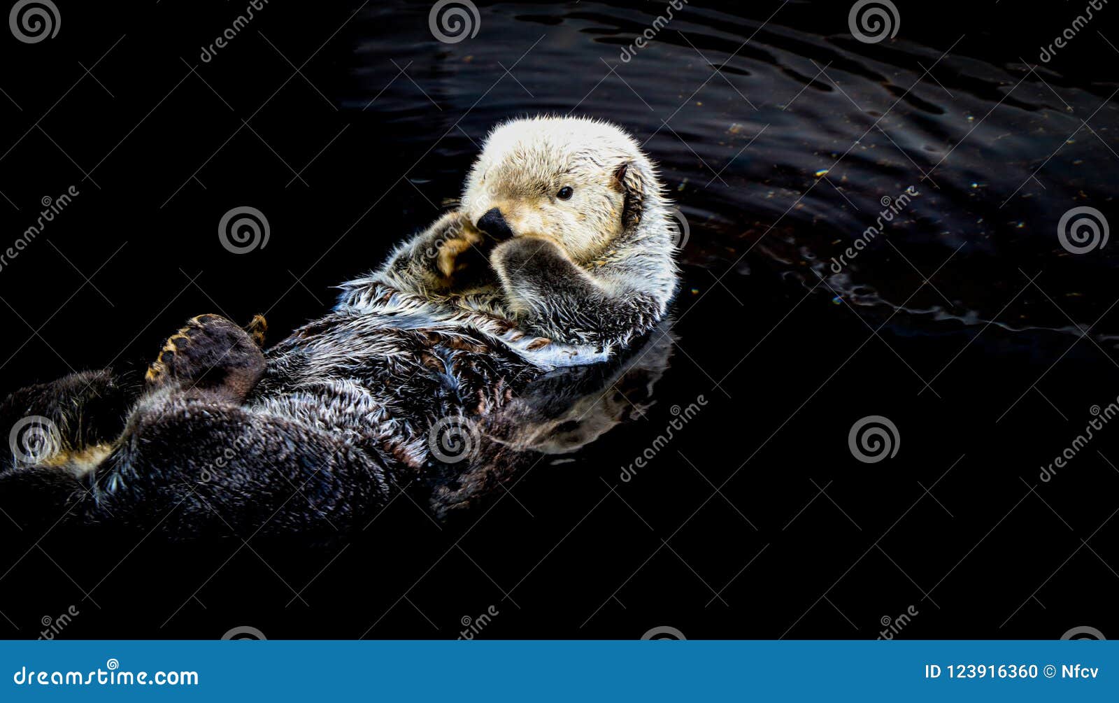 Nutria De Mar Que Flota En El Agua Foto de archivo - Imagen de primer ...
