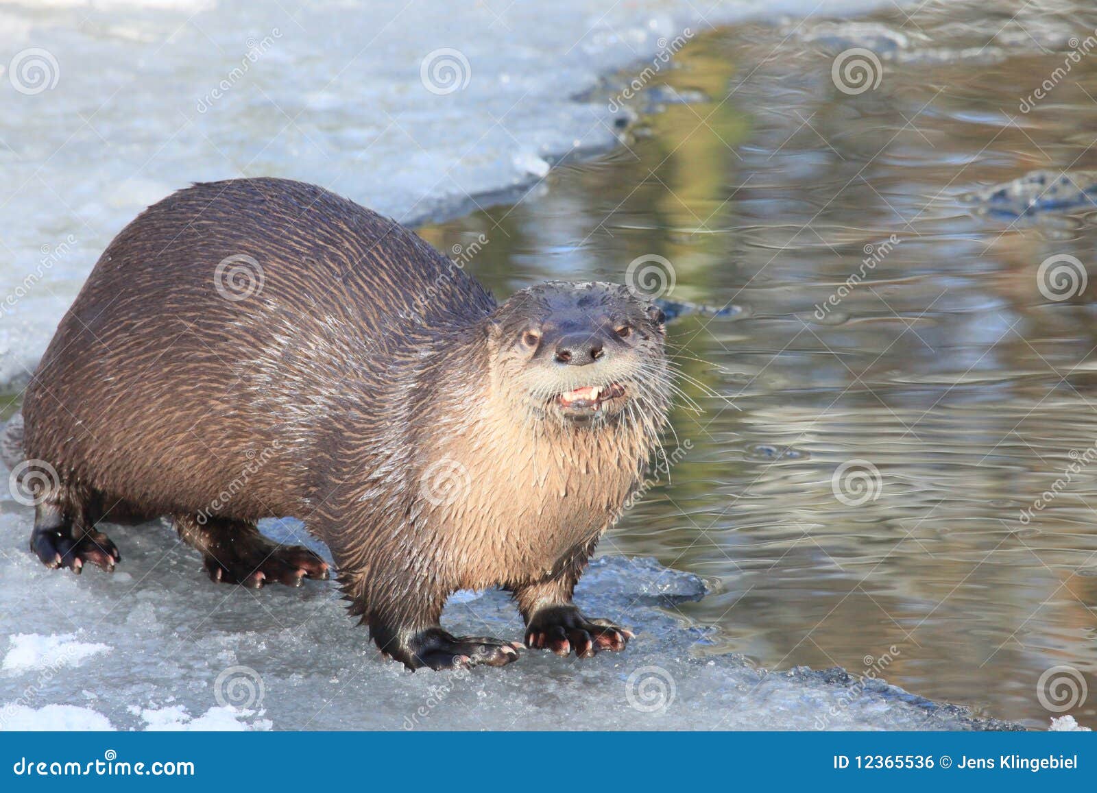 Nutria de río foto de archivo. Imagen de animal, comer - 12365536