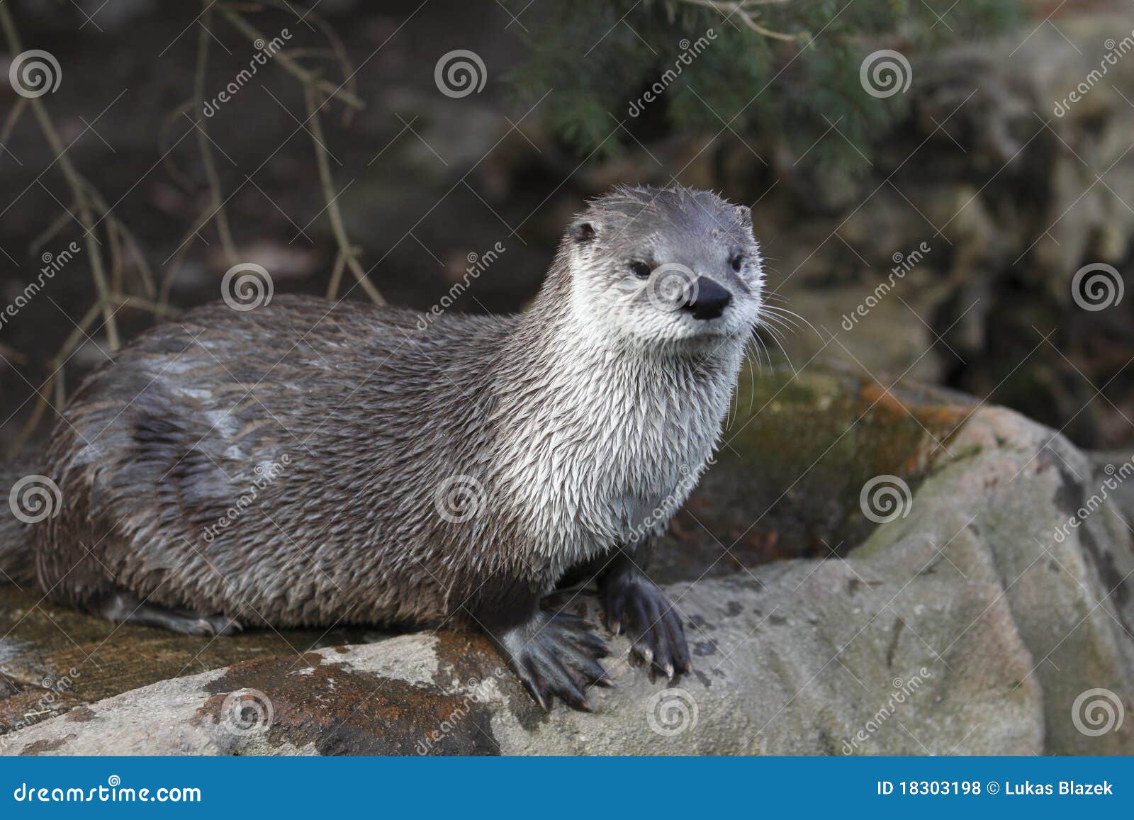 Nutria de río foto de archivo. Imagen de americano, nutria - 18303198