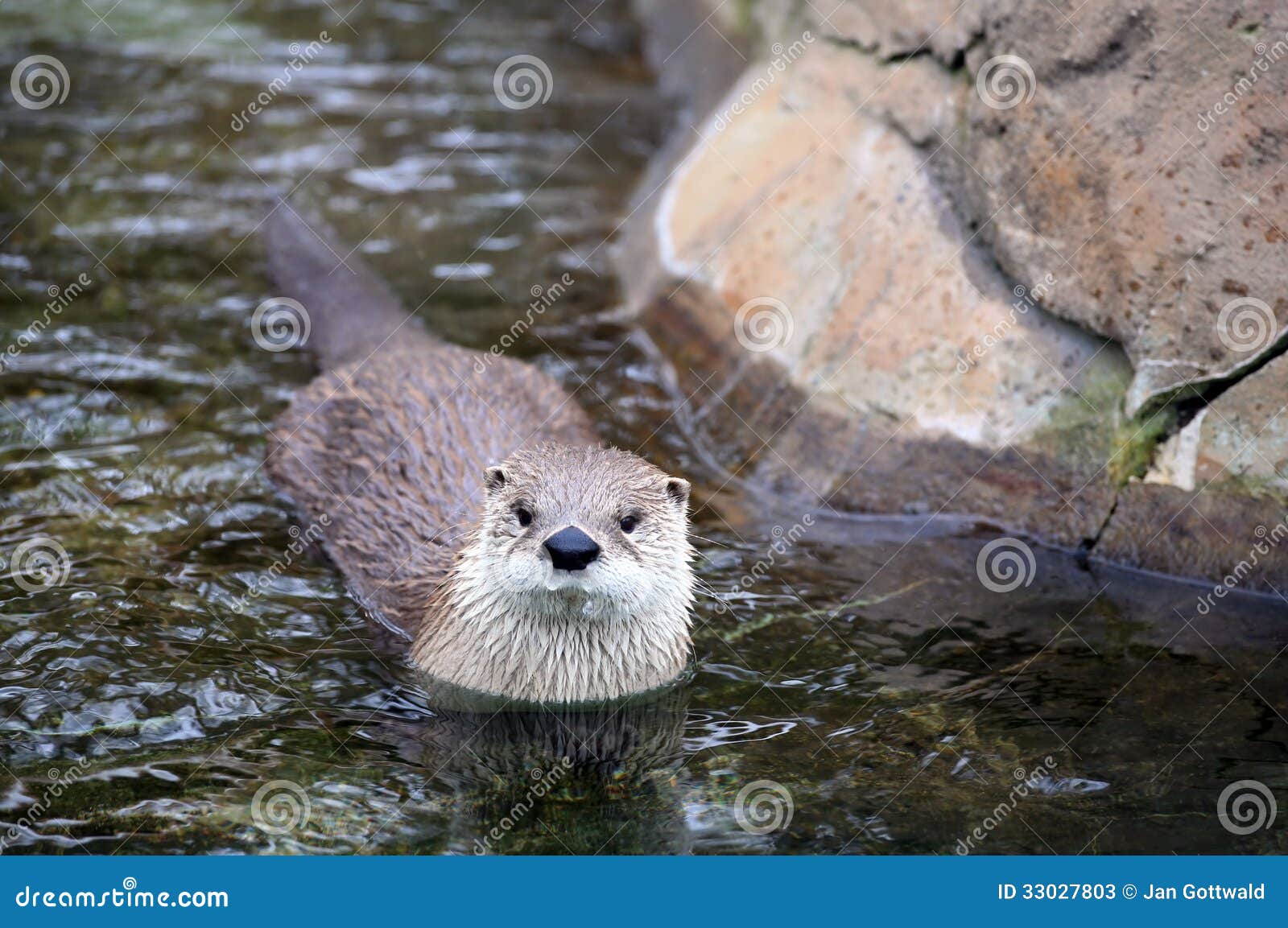 Nutria de río imagen de archivo. Imagen de nutria, nadada - 33027803