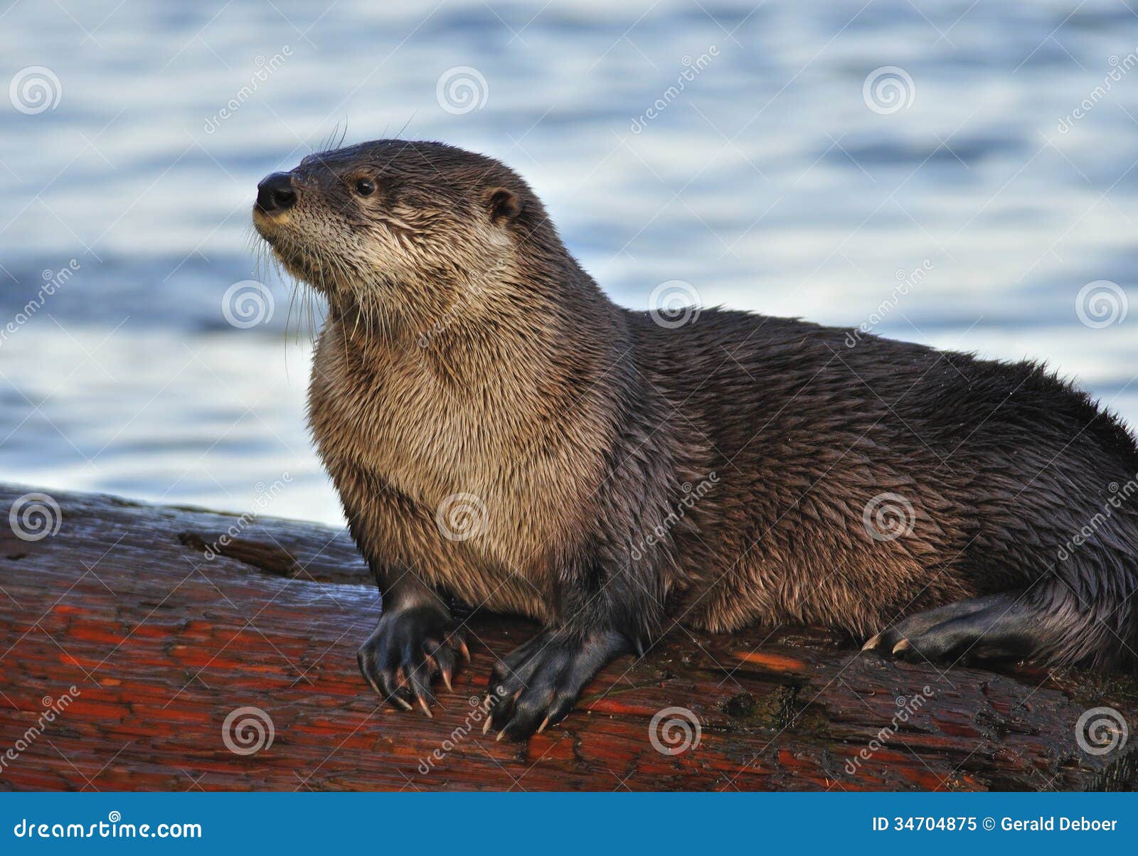 Nutria de río imagen de archivo. Imagen de curioso, washington - 34704875