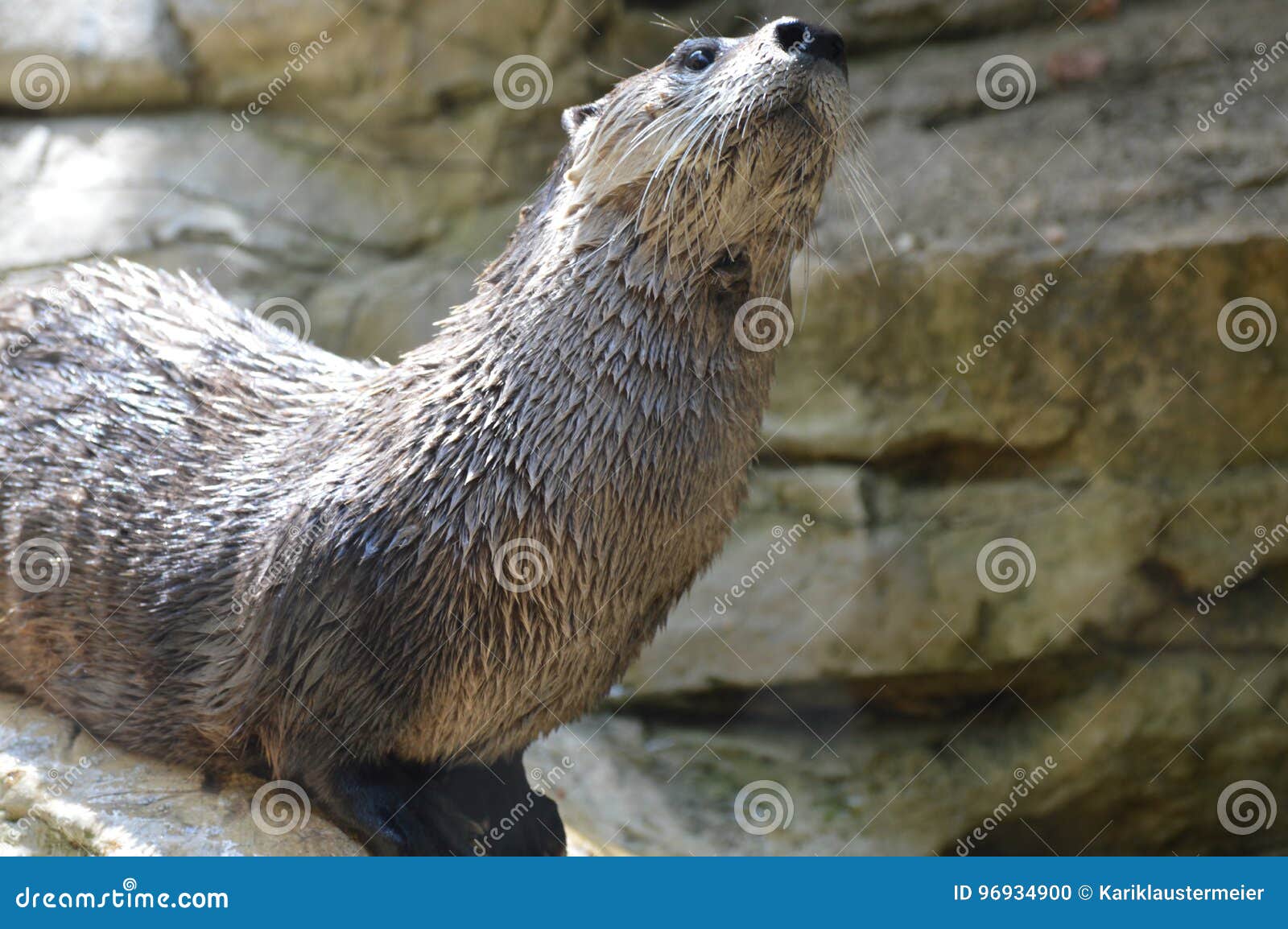 Nutria de río foto de archivo. Imagen de aventura, vida - 96934900