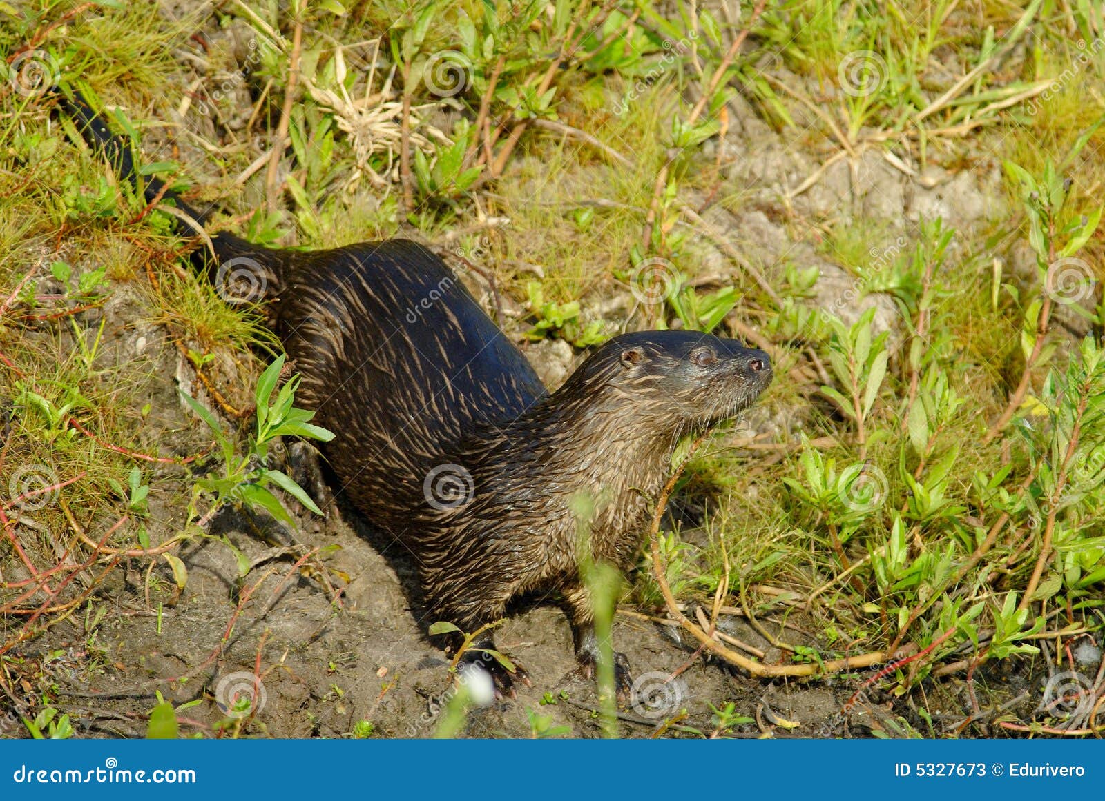 Nutria De Río De Neotropical Imagen de archivo - Imagen de activo, cara ...