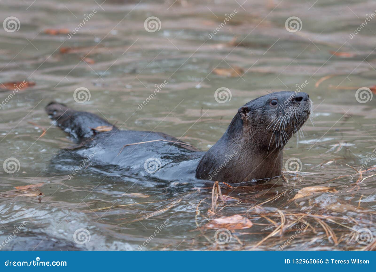 Nutria de río en el juego foto de archivo. Imagen de juego - 132965066