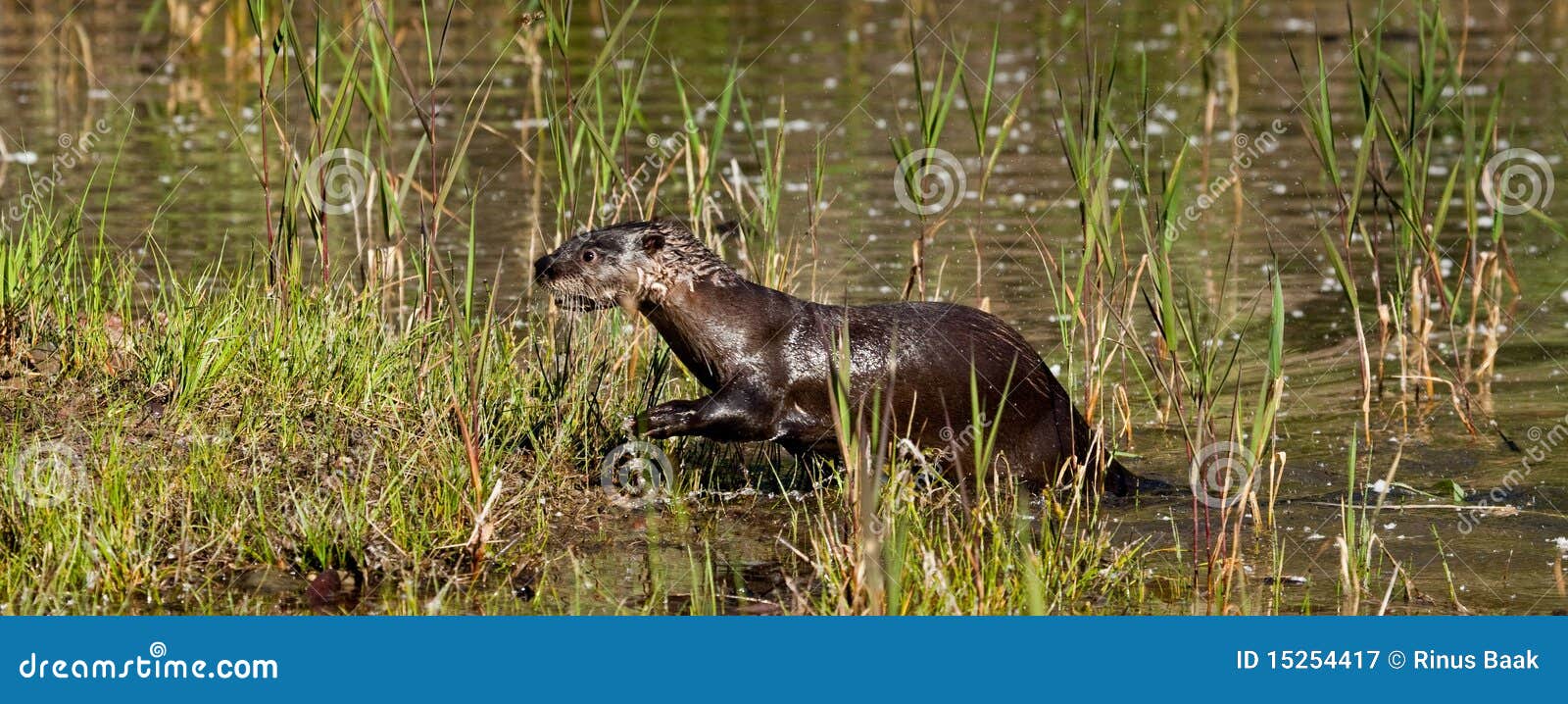 Nutria De Río Norteamericana Imagen de archivo - Imagen de animal ...