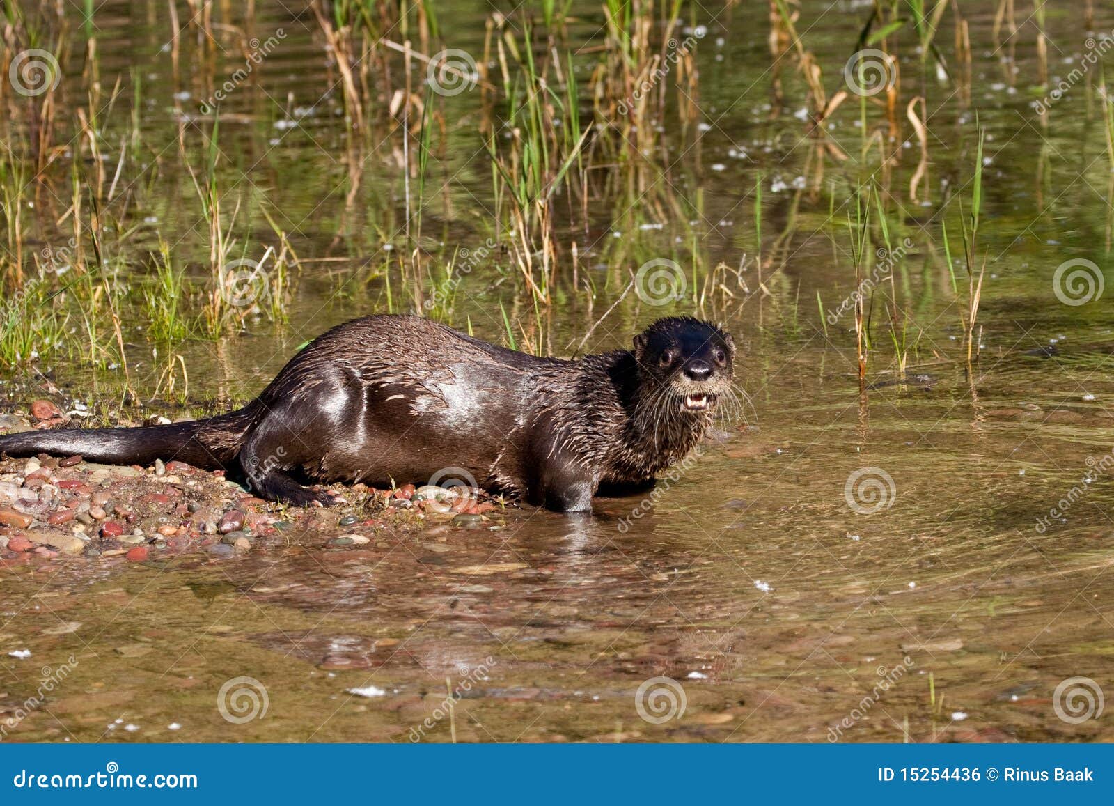 Nutria De Río Norteamericana Foto de archivo - Imagen de animal, mojado ...