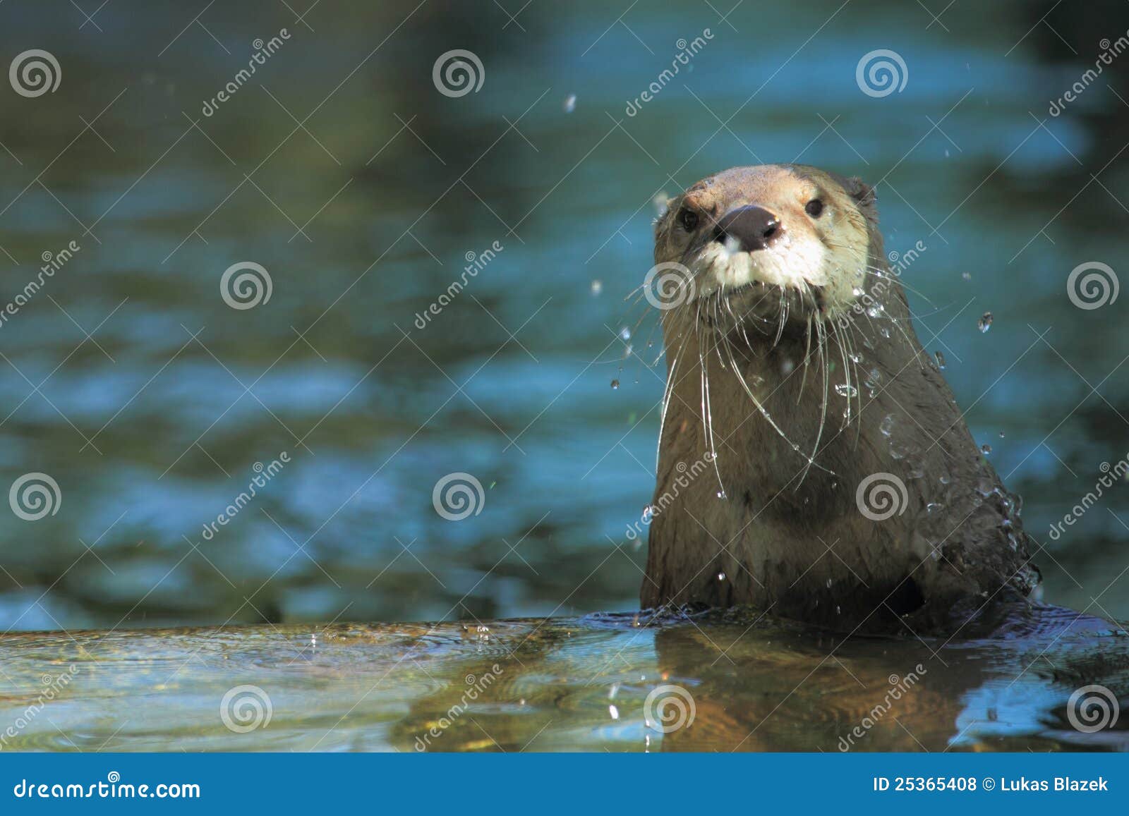 Nutria De Río Norteamericana Foto de archivo - Imagen de nieve, cubo ...